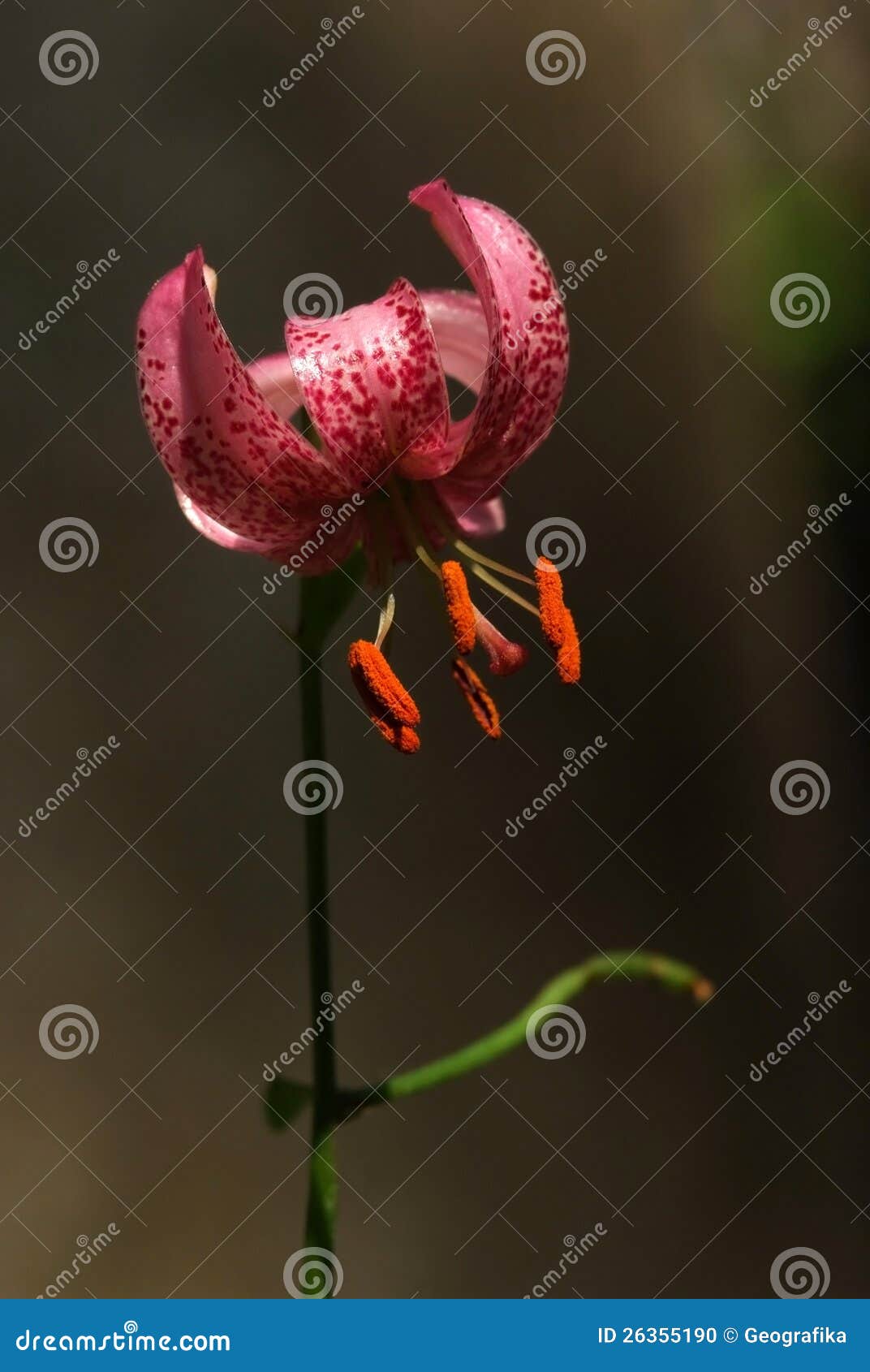 Turk S Cap Lily (Lilium Martagon) Stock Photo - Image of martagon ...