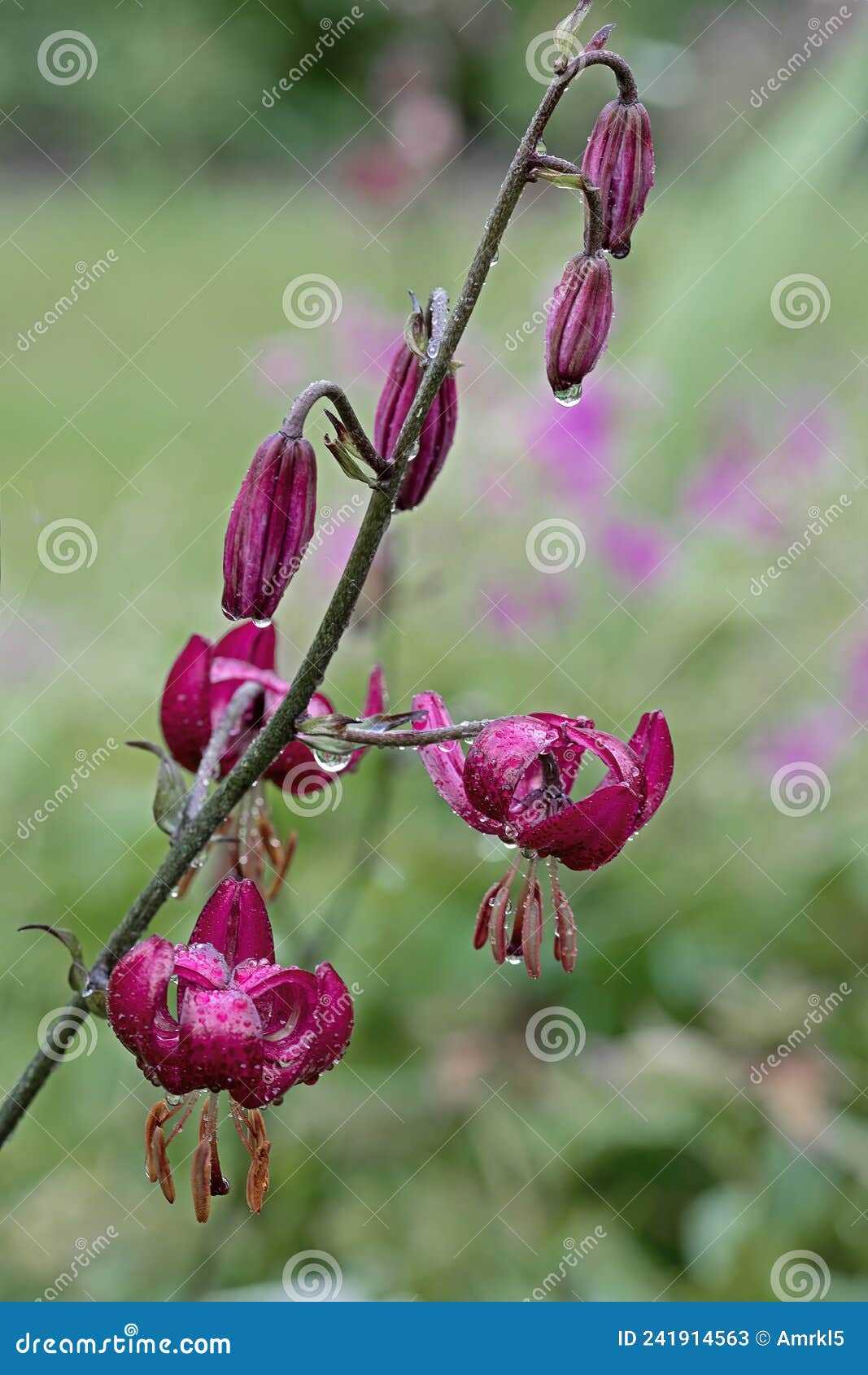 Red Turk`s Cap In Bloom, Malvaviscus Arboreus Royalty-Free Stock Image ...