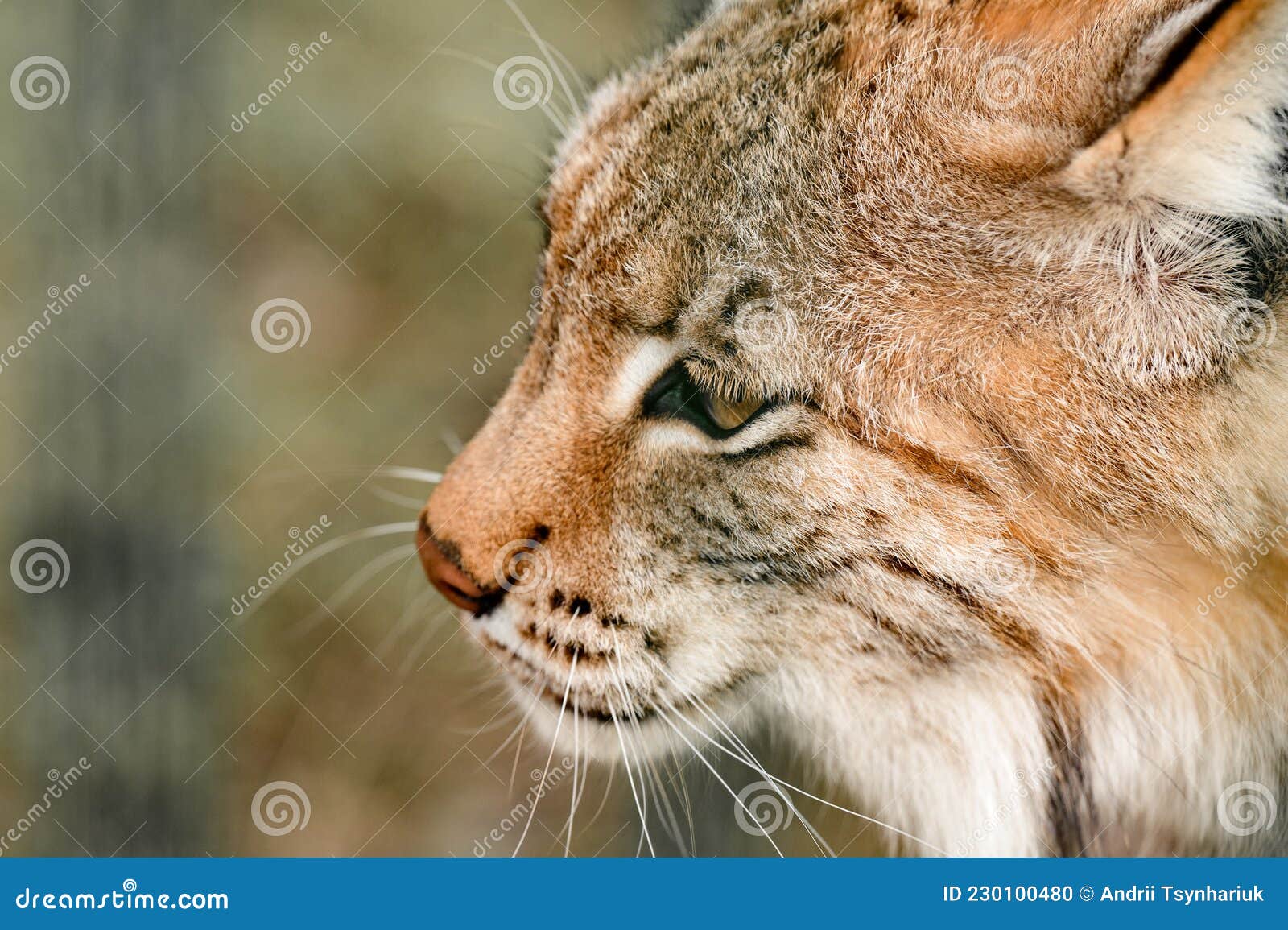 Beautiful Predator Bug In Fresh Forest For Fresh Nature Background ...