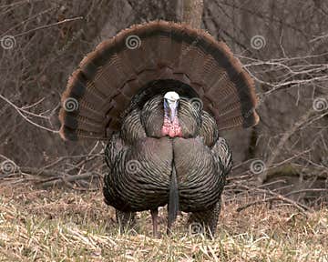 Turkey 1 stock photo. Image of bird, thickets, drake, nature - 636054
