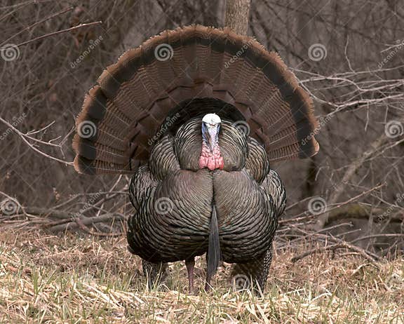 Turkey 1 stock photo. Image of bird, thickets, drake, nature - 636054