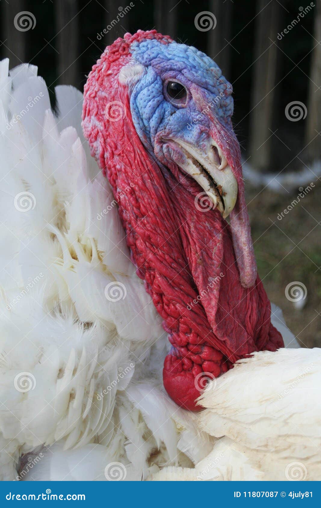 Turkey stock image. Image of wild, beard, thanksgiving - 11807087