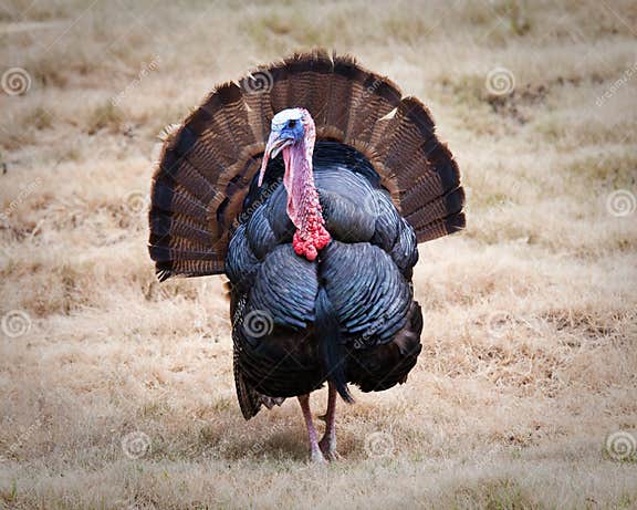 Turkey stock image. Image of animals, gamebird, seasonal - 12370677