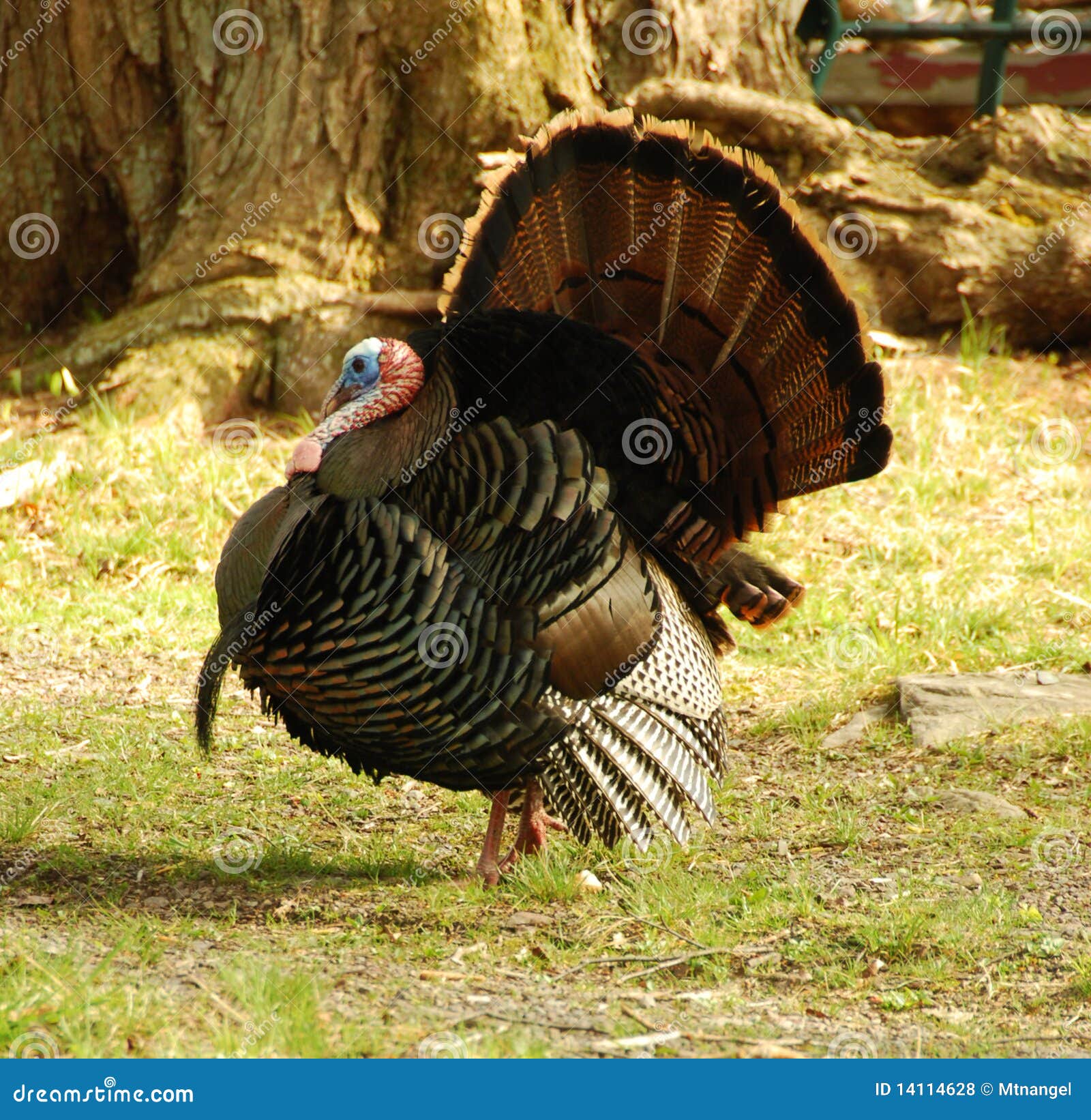 Turkey stock photo. Image of wattle, blue, bird, fowl - 14114628