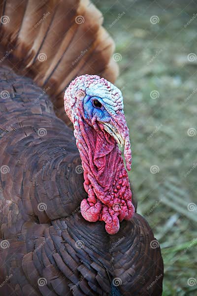 Turkey stock image. Image of feather, crest, holiday - 16632113
