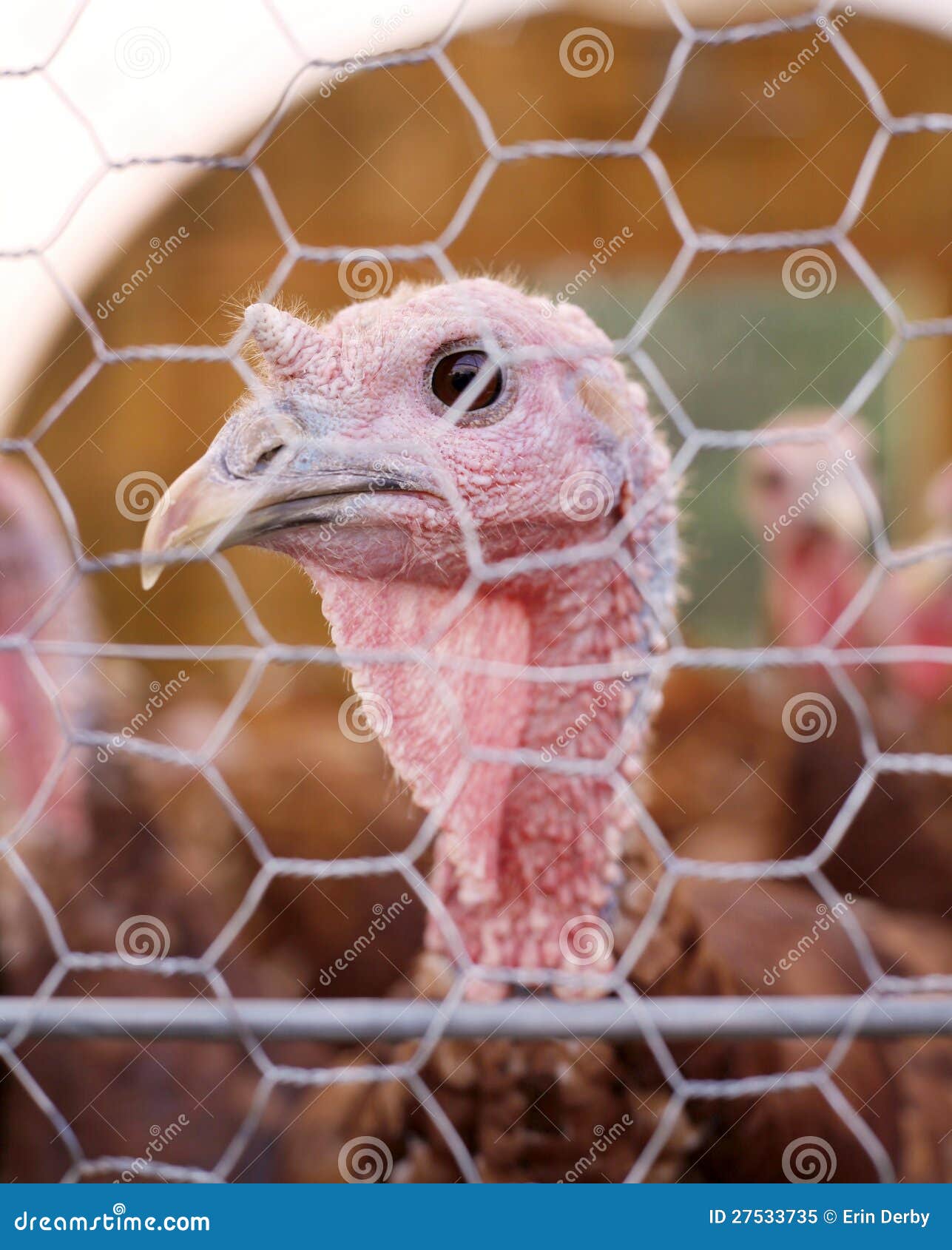 Turkey 2 stock image. Image of holiday, brown, food, beak - 27533735