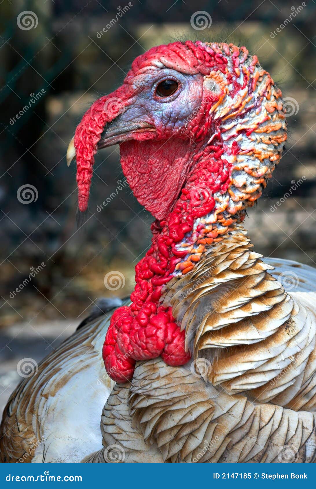 Turkey stock image. Image of gobble, wildlife, nature - 2147185