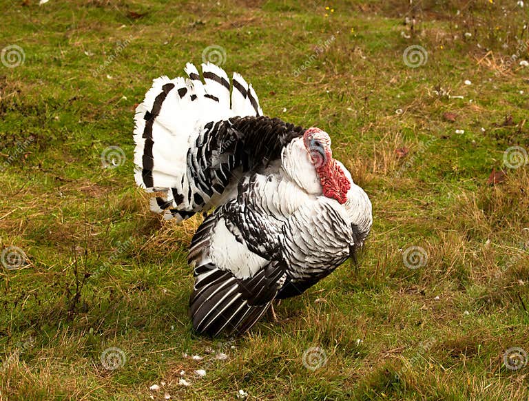 Turkey stock image. Image of side, thanksgiving, animal - 21700605