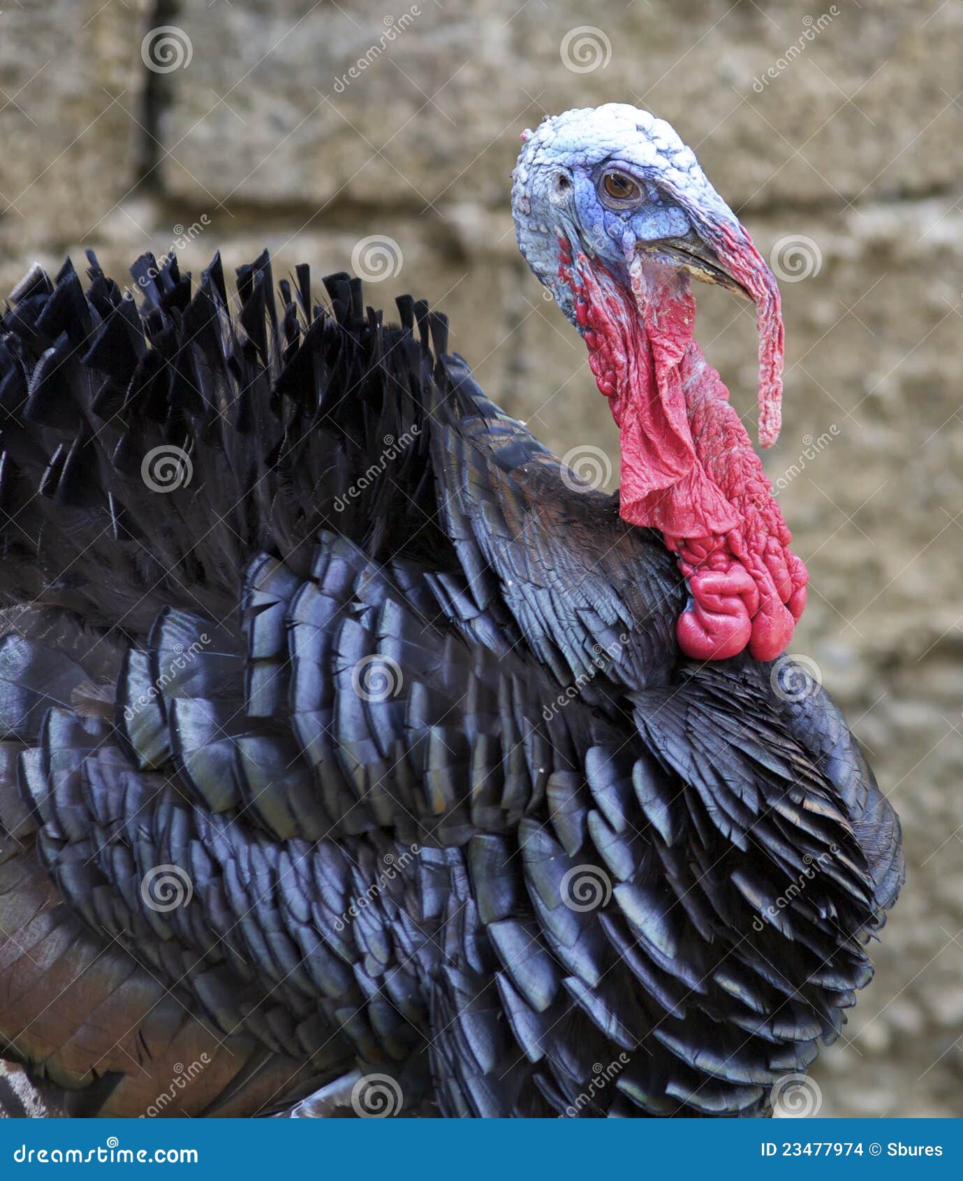 Turkey stock photo. Image of turkey, live, feather, animal - 23477974