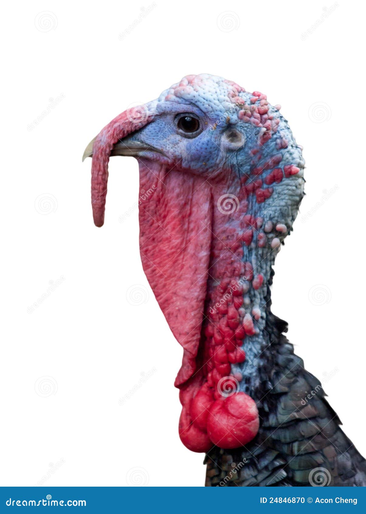 Turkey stock photo. Image of wattle, neck, brilliant - 24846870