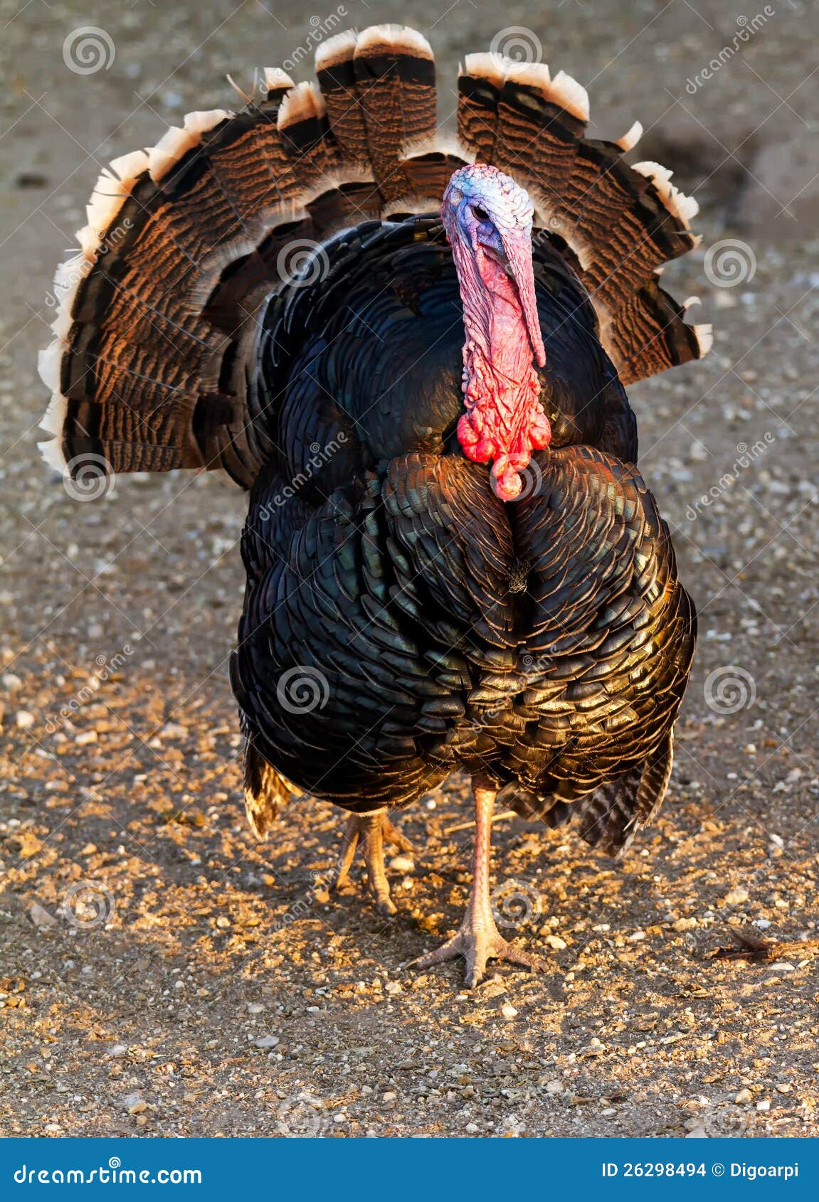 Turkey stock photo. Image of iridescent, color, meat - 26298494