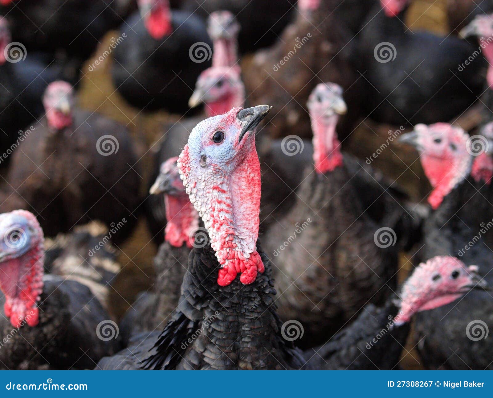 Turkey stock image. Image of food, creature, wild, celebrate - 27308267