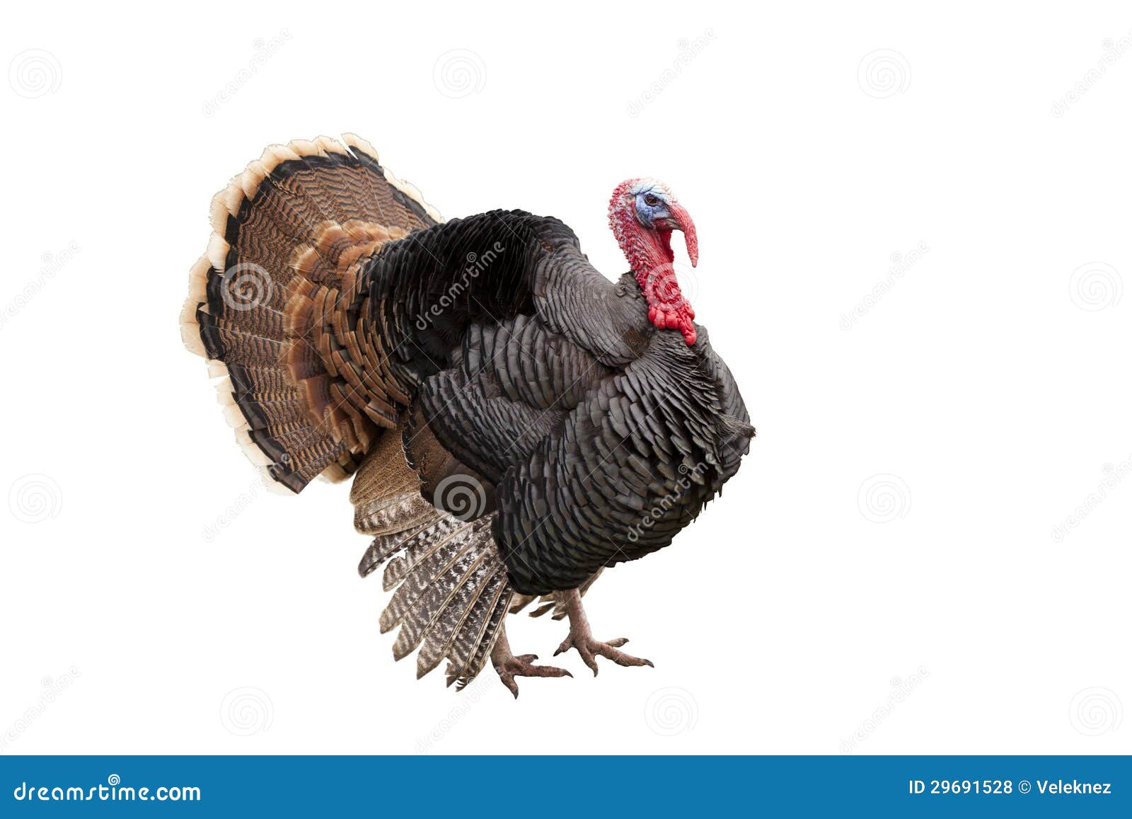 Turkey Stock Images - Download 374,276 Photos