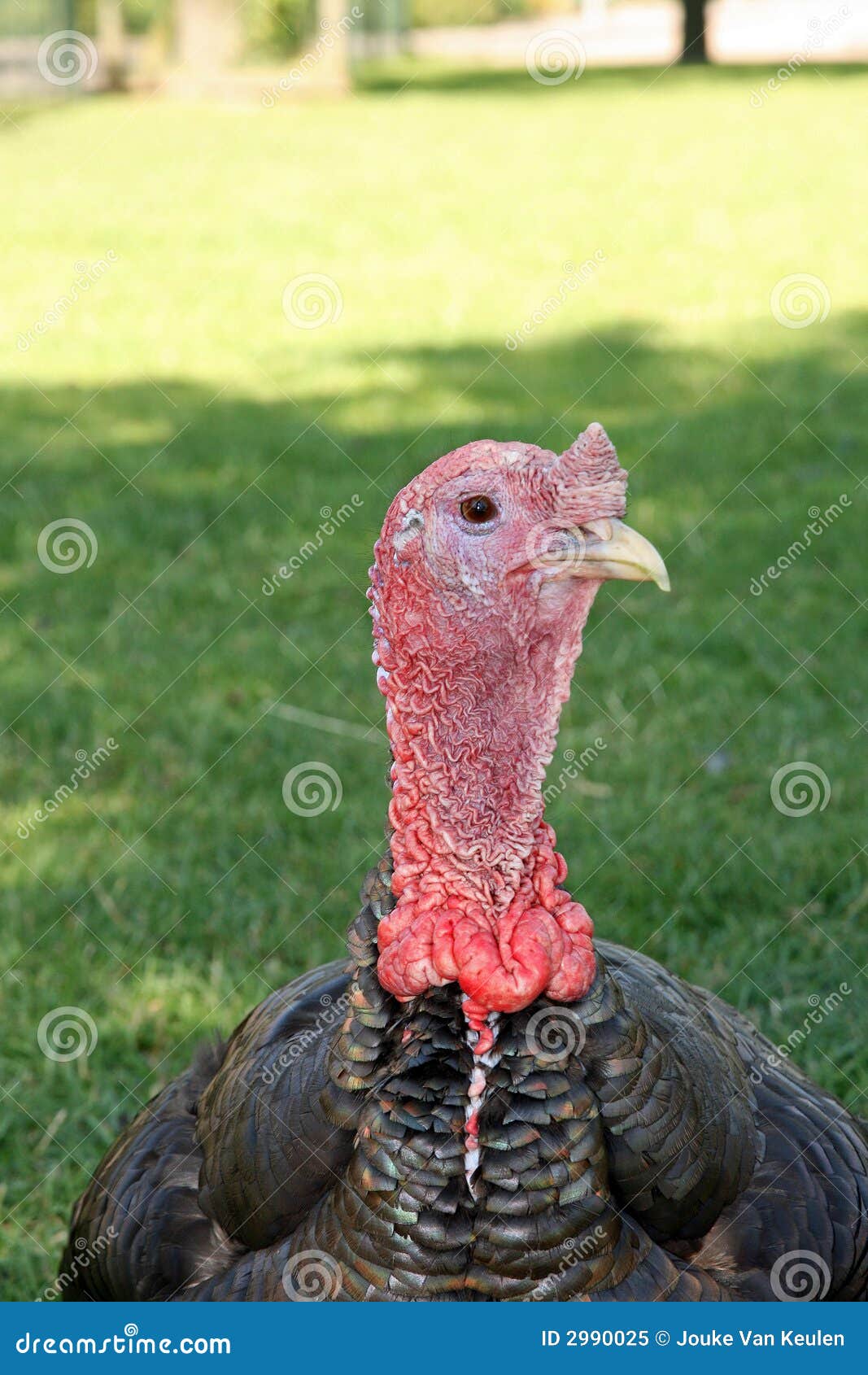 Turkey stock image. Image of surprised, thanksgiving, poultry - 2990025