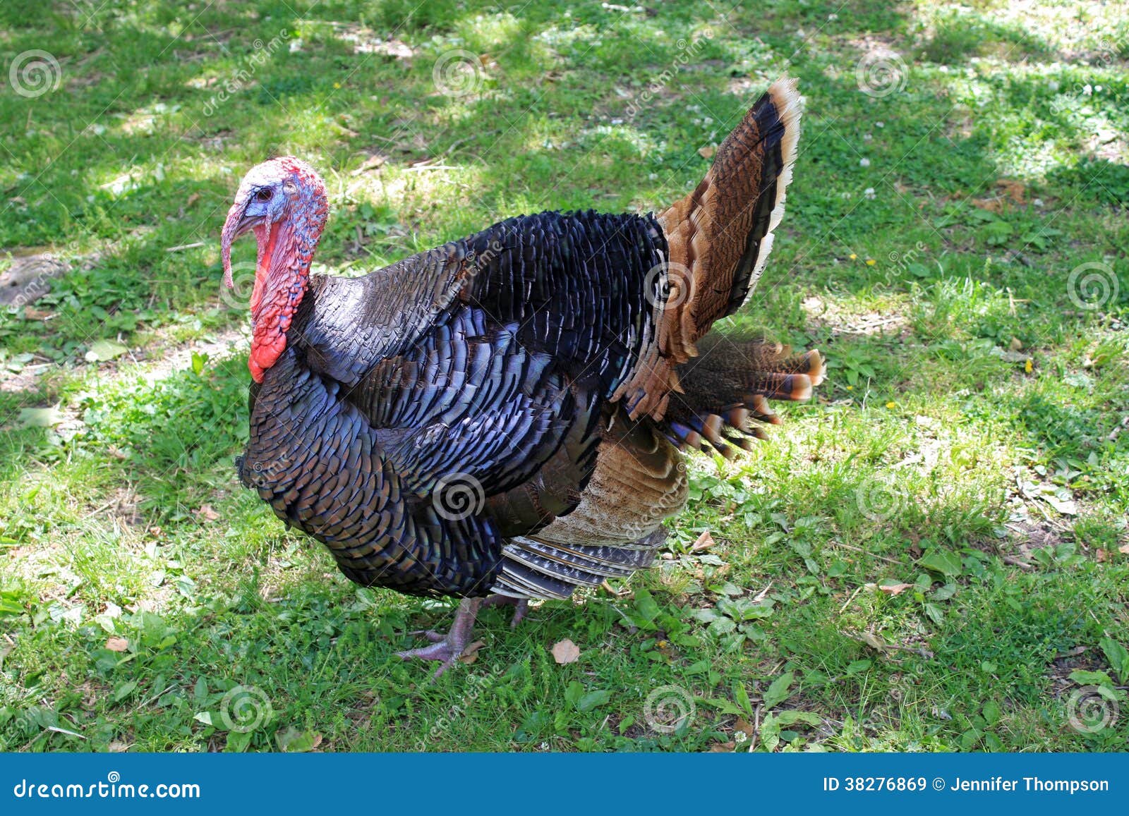 Turkey stock image. Image of feed, bird, turkey, grass - 38276869
