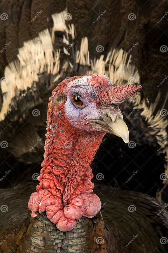 Turkey stock photo. Image of isolated, creature, hairy - 4575602