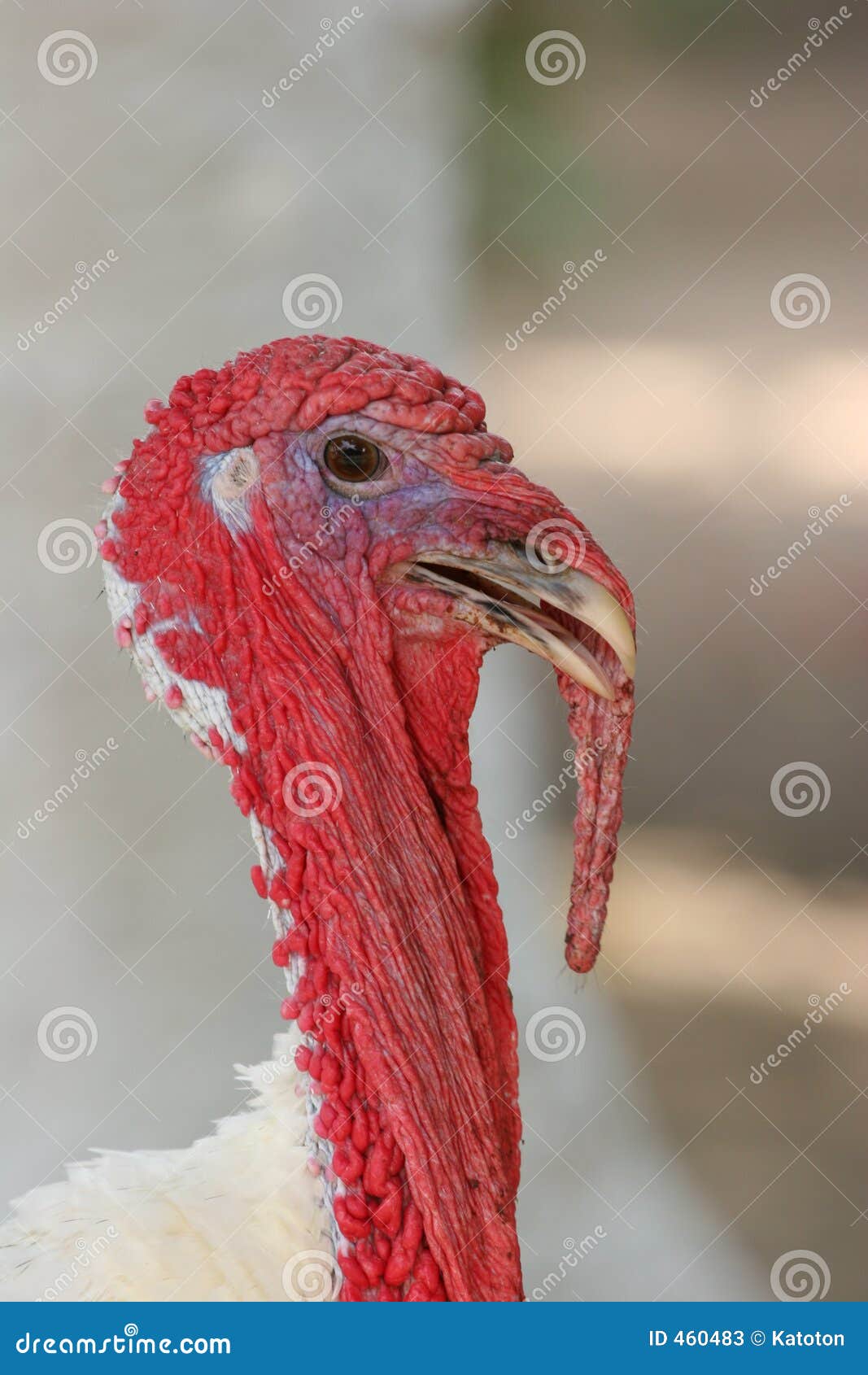 Turkey stock image. Image of eyes, glance, turkey, ugly - 460483
