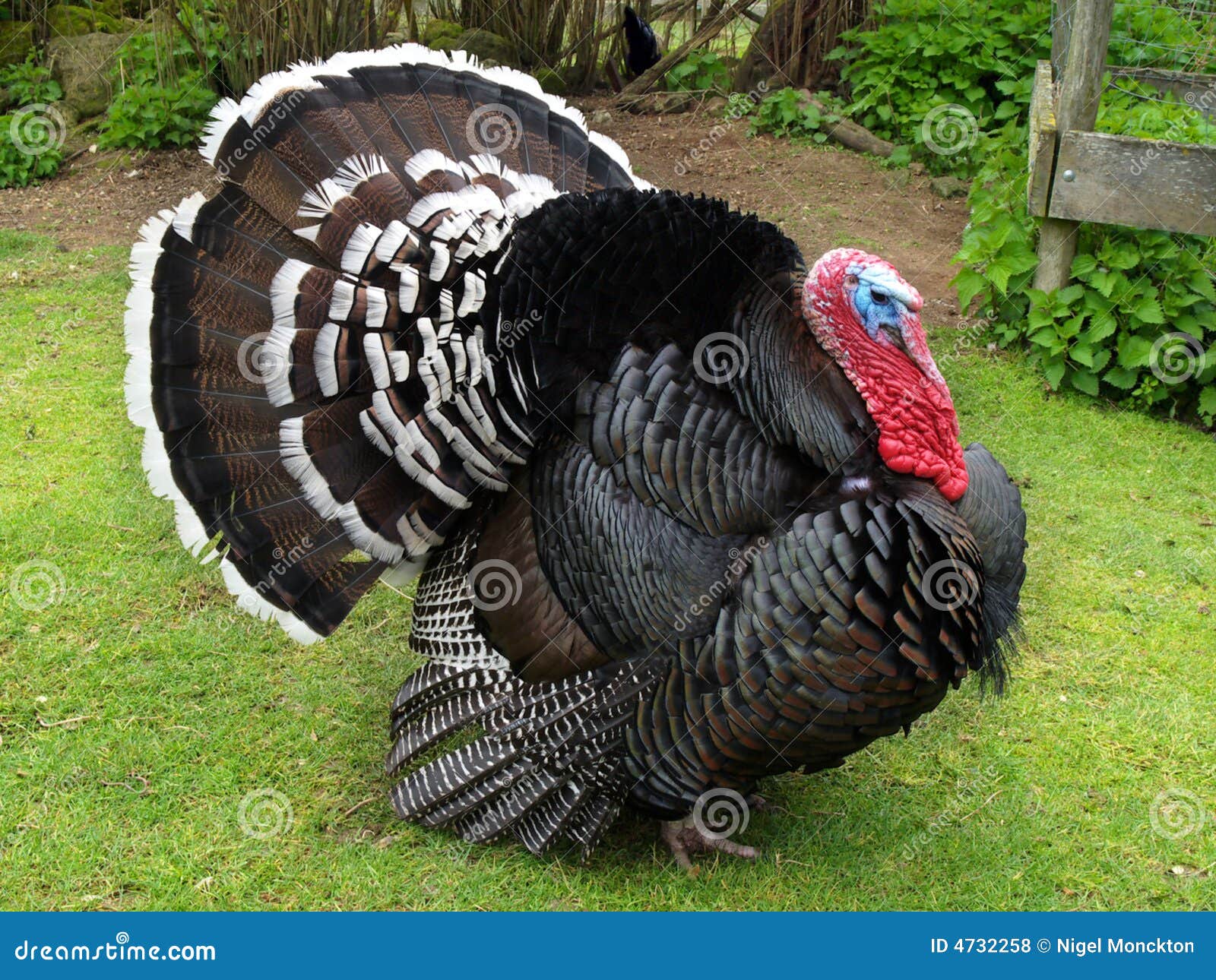 Turkey stock photo. Image of poultry, creature, wattle - 4732258