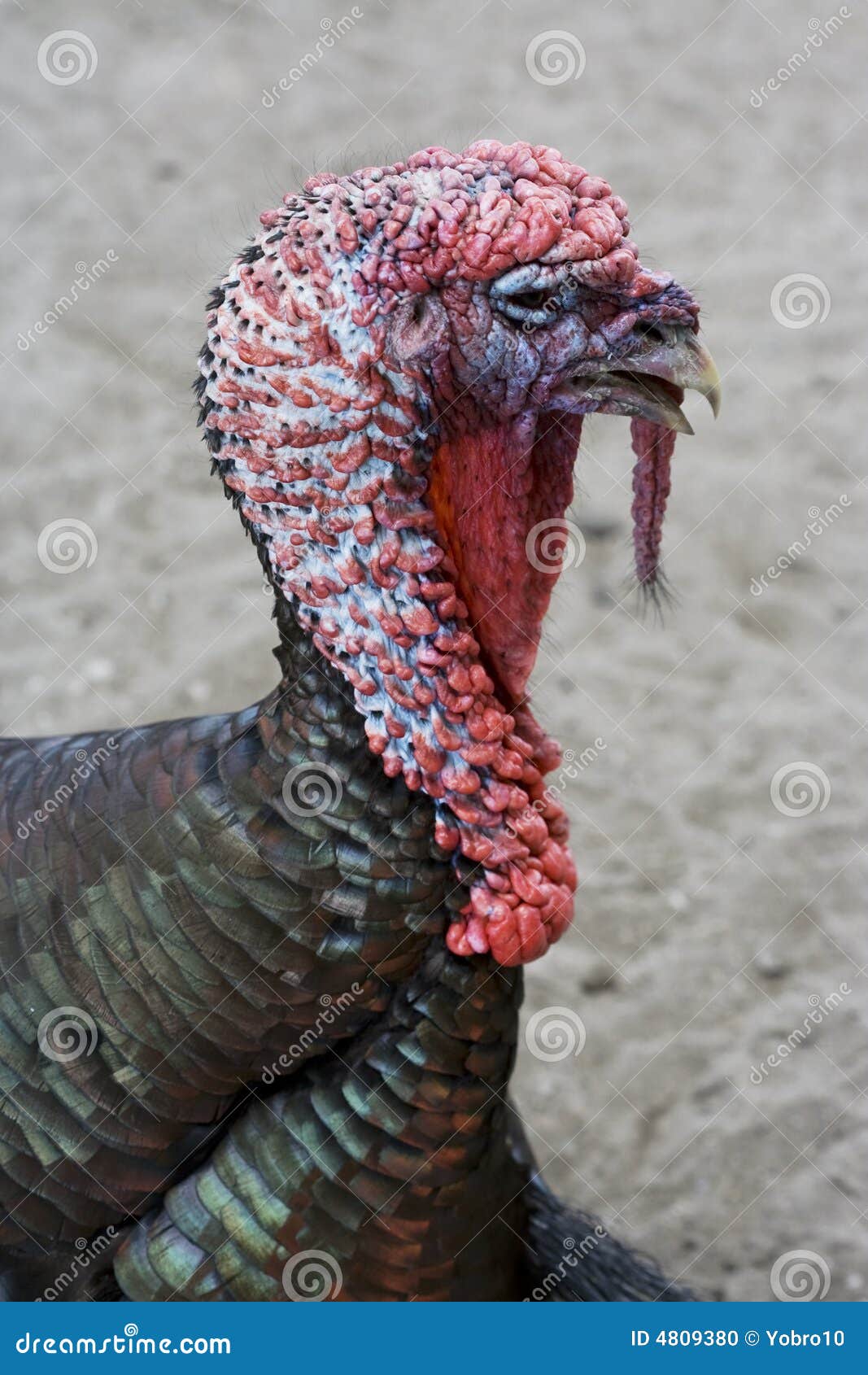 Turkey stock photo. Image of celebration, plume, blue - 4809380