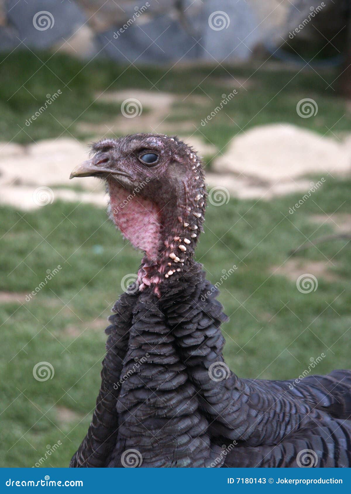 Turkey stock image. Image of turkey, feather, beak, foot - 7180143