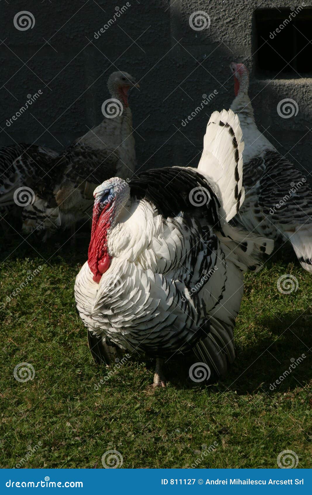 Turkey stock image. Image of agriculture, food, travel - 811127