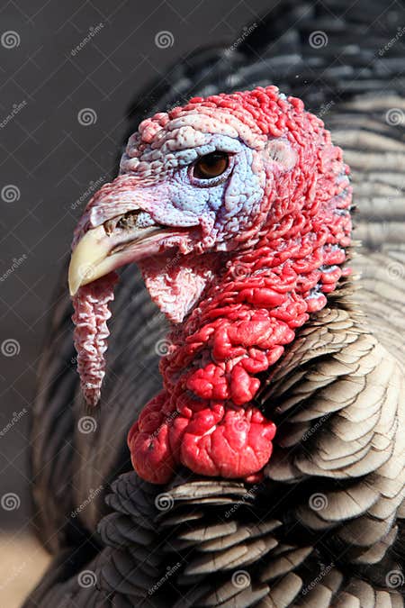 Turkey animal stock photo. Image of birds, bird, wrinkled - 14204402