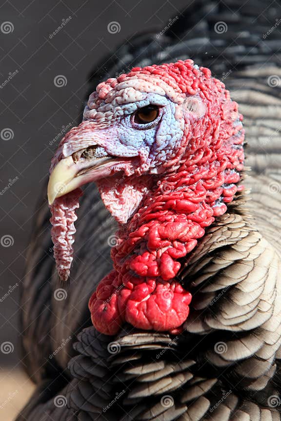 Turkey animal stock photo. Image of birds, bird, wrinkled - 14204402