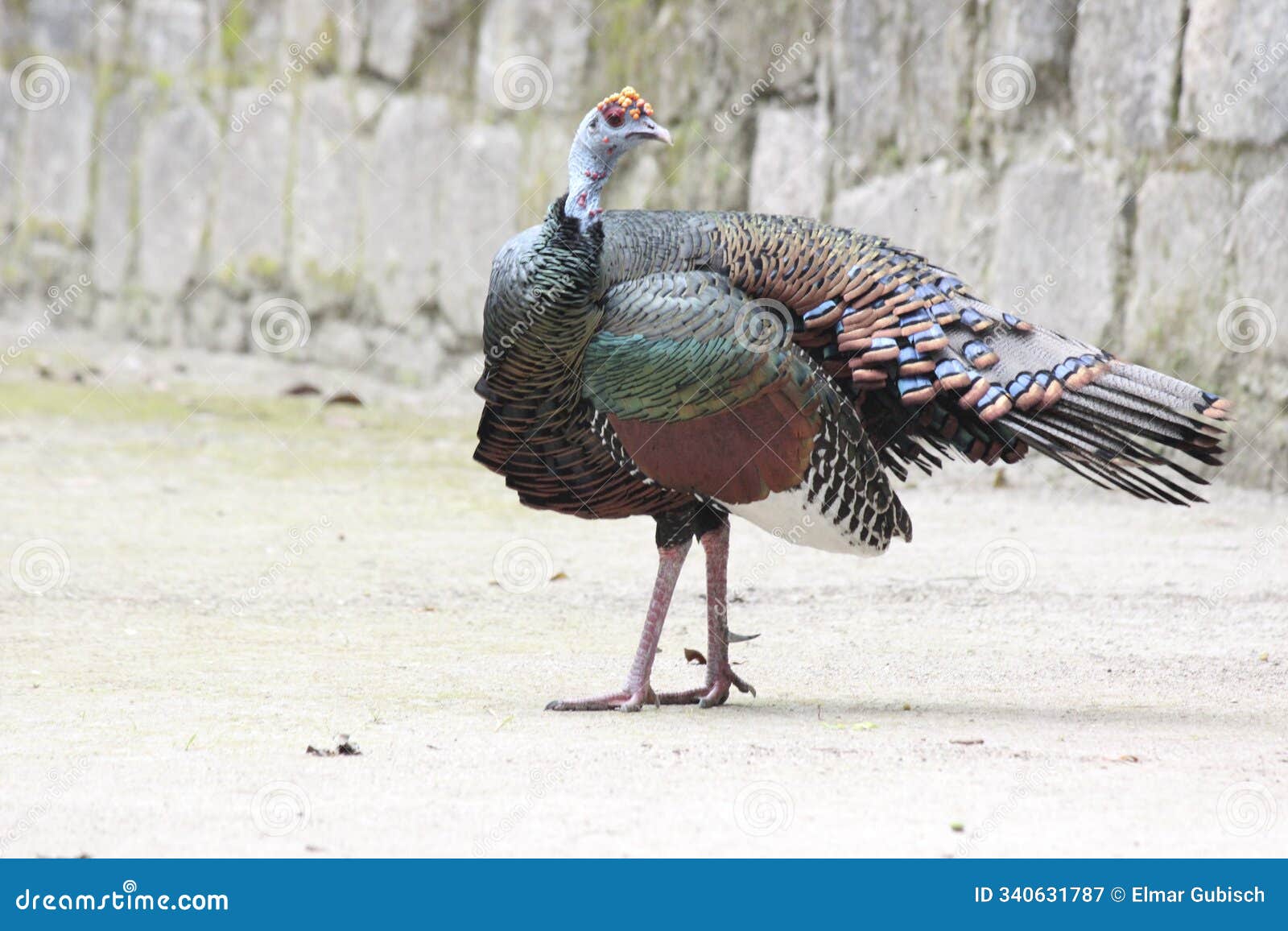 A Turkey As a Strong Symbol Stock Image - Image of flying, animal ...