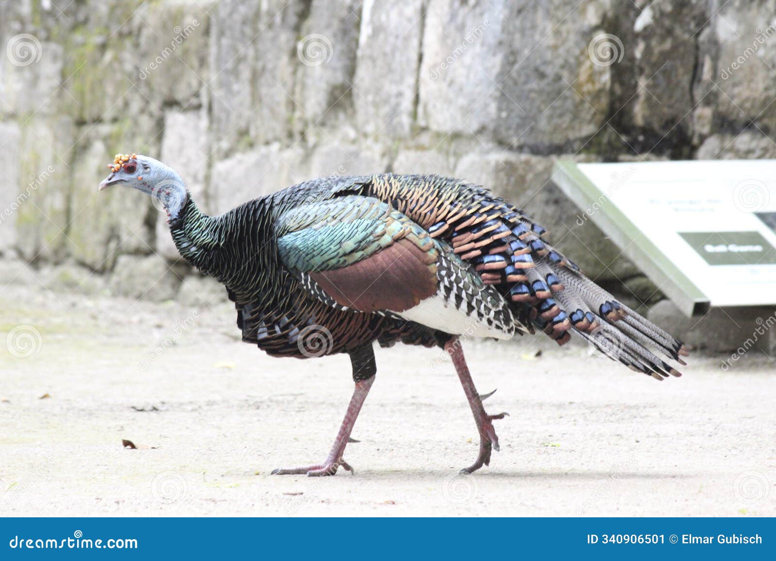 A Turkey As a Strong Symbol Stock Image - Image of peacock, turkey ...