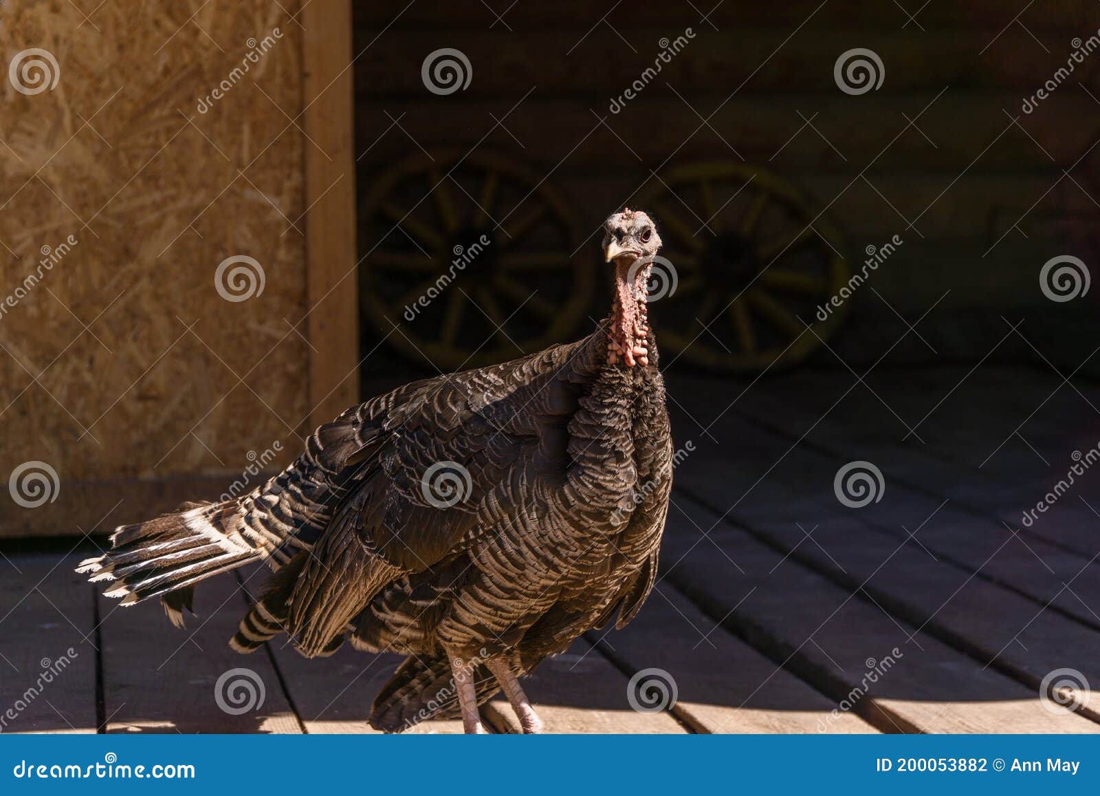 Turkey on the Background of a Barn on a Farm Stock Photo - Image of ...