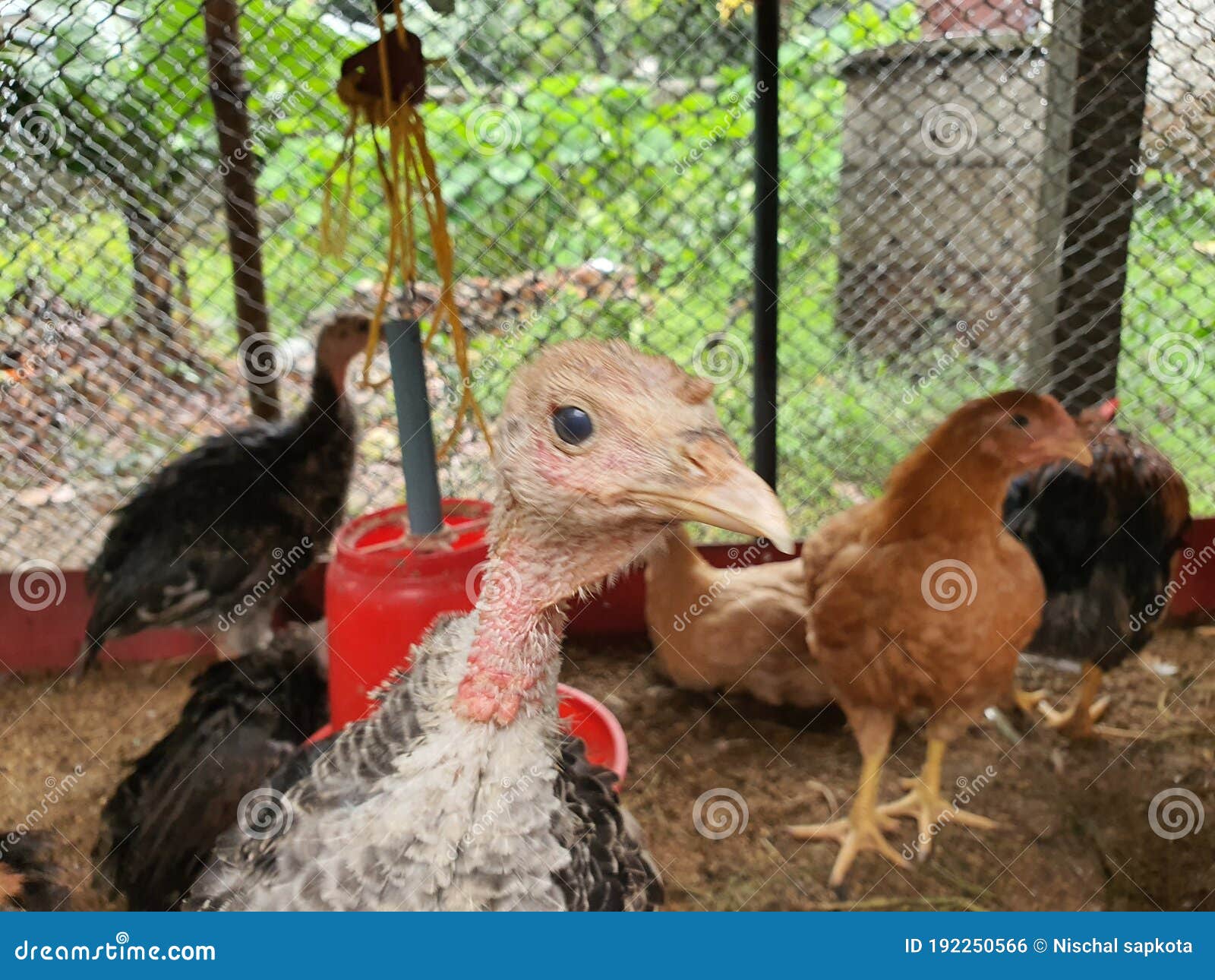 Turkey Backyard Farming ðŸšœ Organic Turkey Farming Along with Local ...