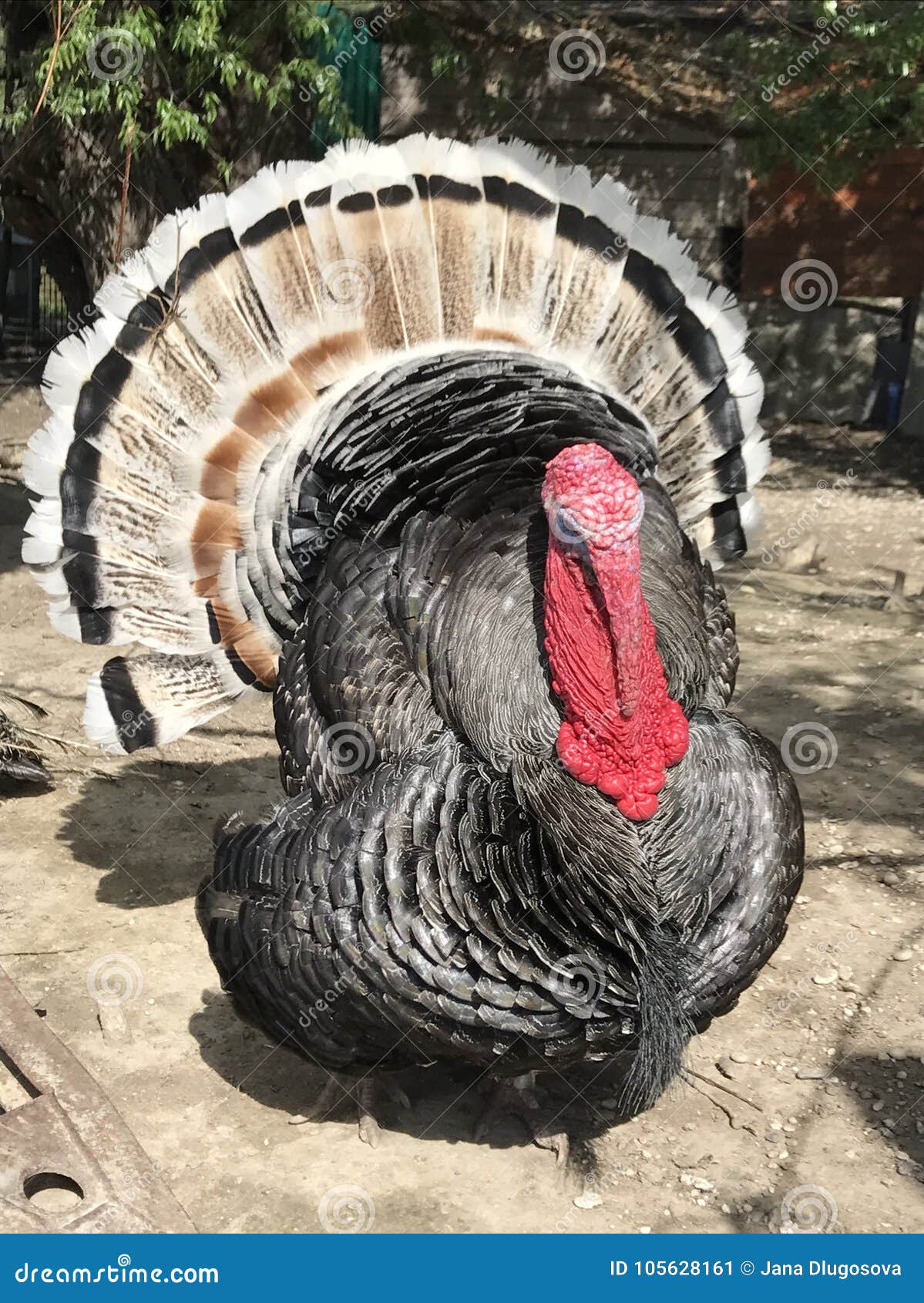 Turkey stock image. Image of turkey, feathers, feather - 105628161