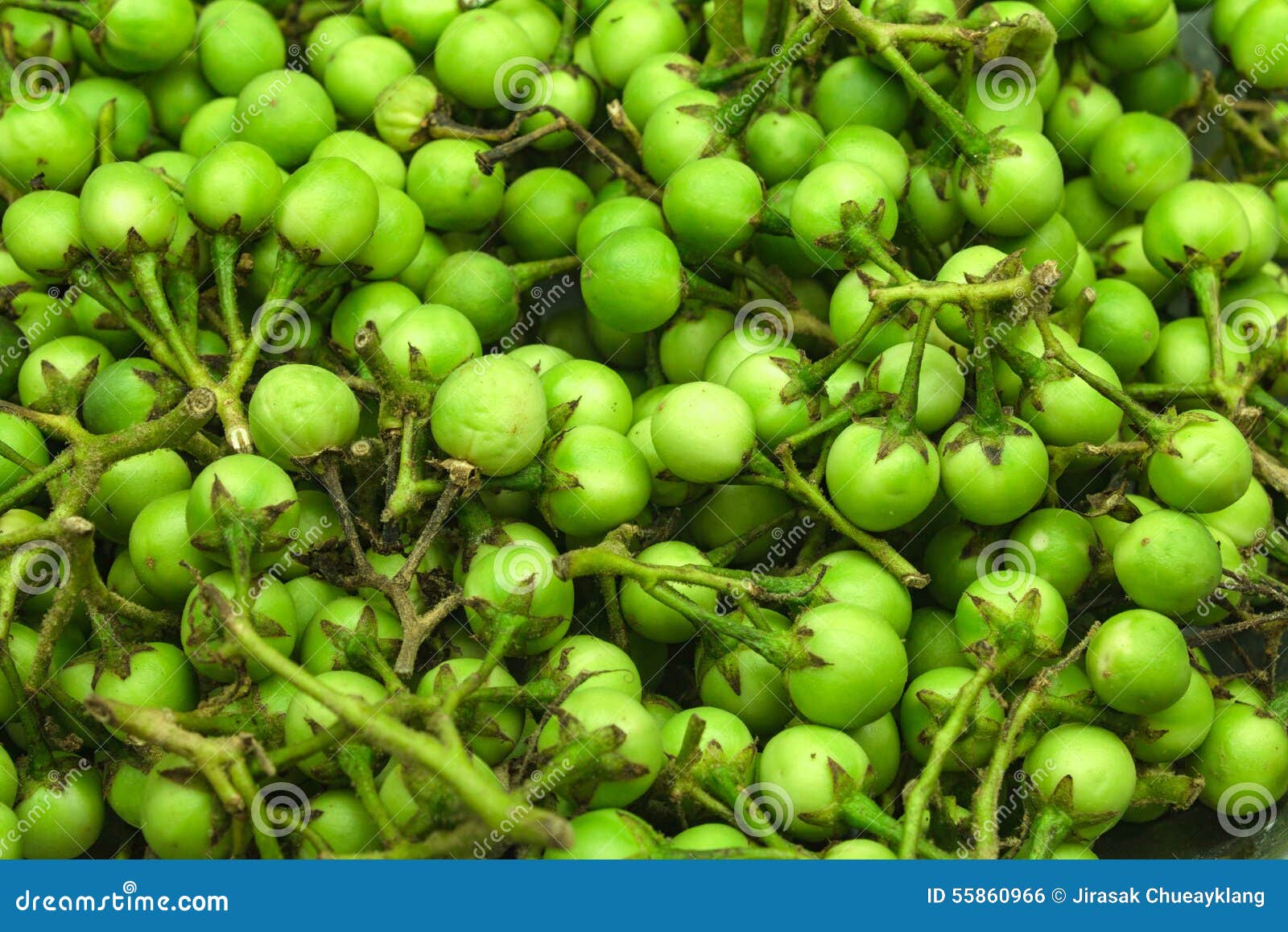 Turkey Berry Stock Photo - Image: 55860966
