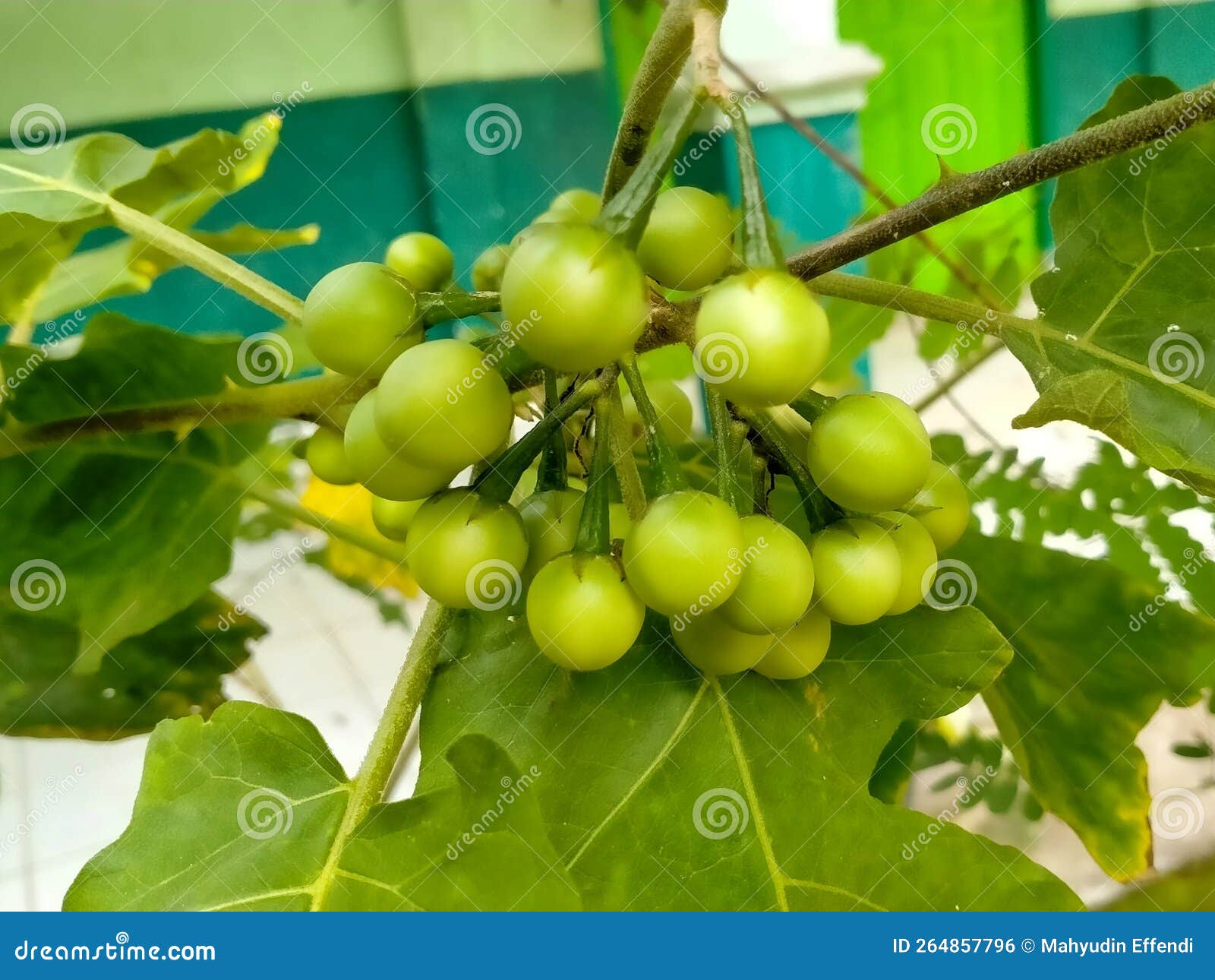 Turkey Berry Fruit in a Garden Stock Photo - Image of garden, berry ...