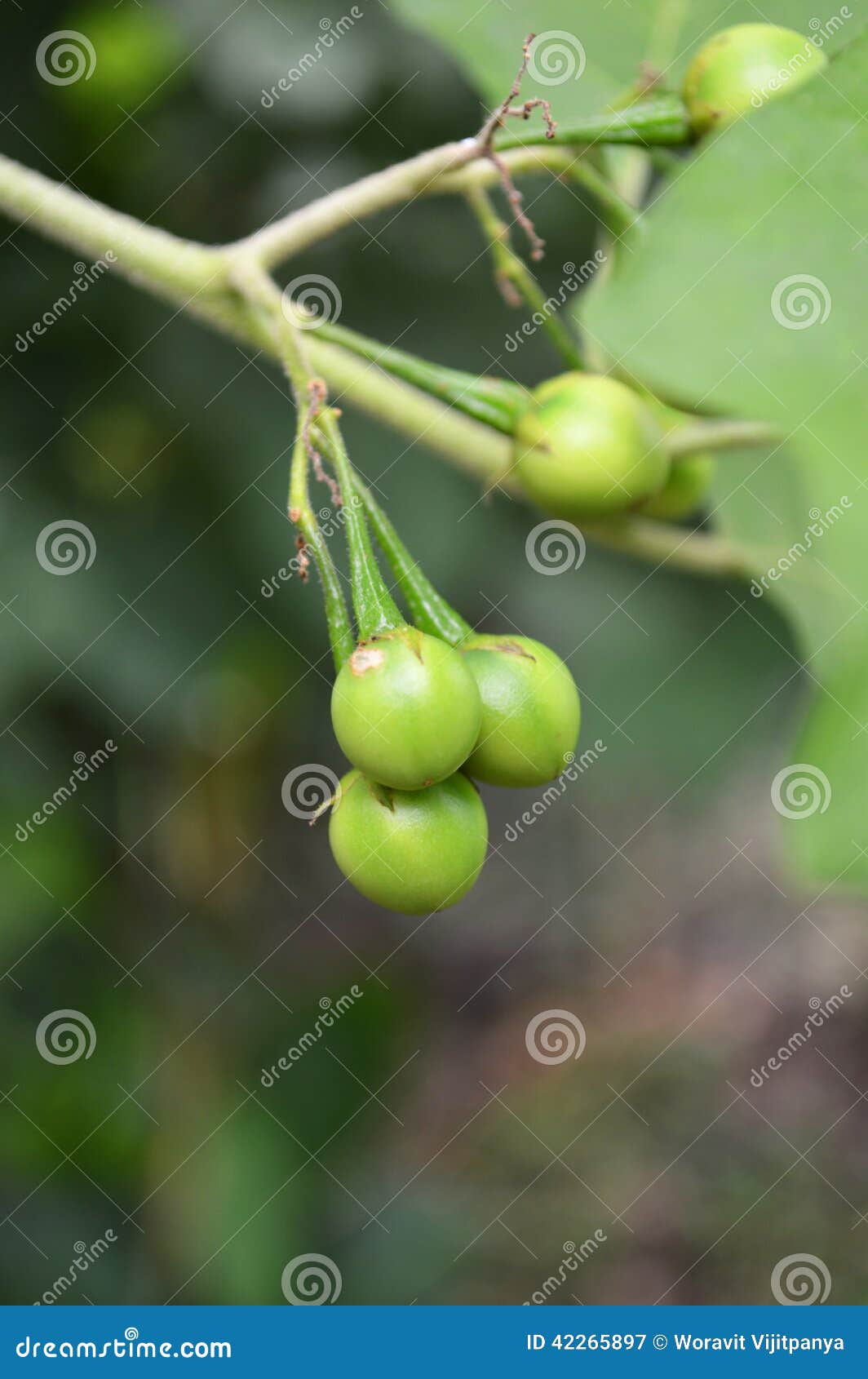 Turkey Berry Fruits on Tree Stock Image - Image of cuisine, market ...