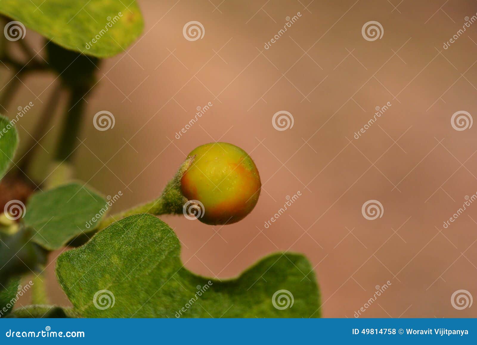 Turkey Berry Fruits on Tree Stock Photo - Image of ripe, green: 49814758