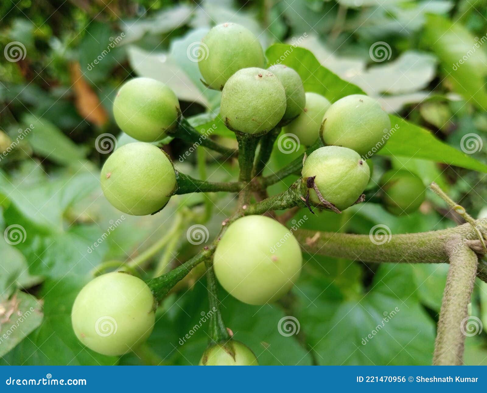 Turkey Berry, Solanum Torvum, Solanum Torvum Name Green Vegetable ...