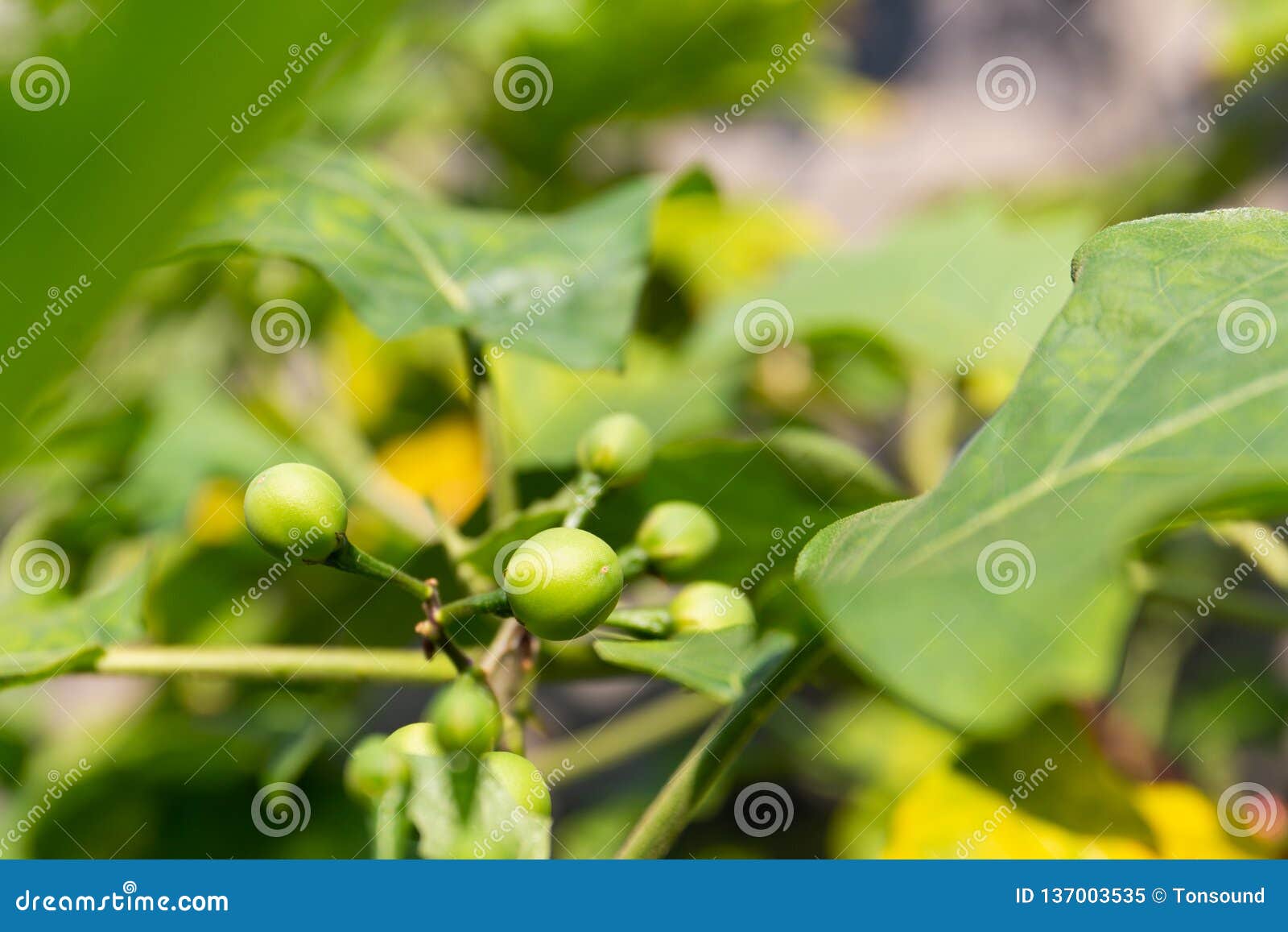 Turkey berry. stock image. Image of torvum, bunch, ingredient - 137003535