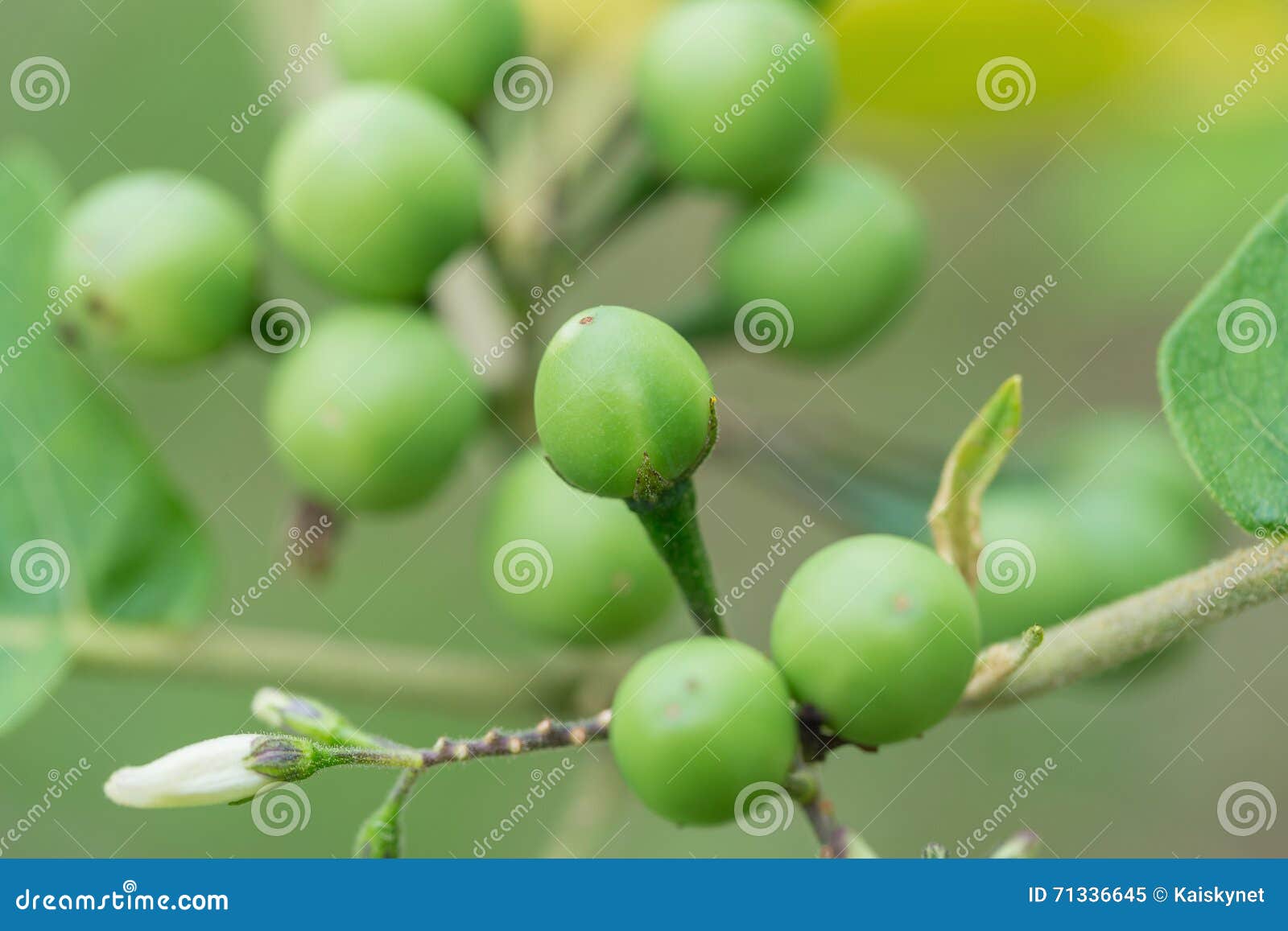 Turkey berry on tree stock image. Image of berry, small - 71336645