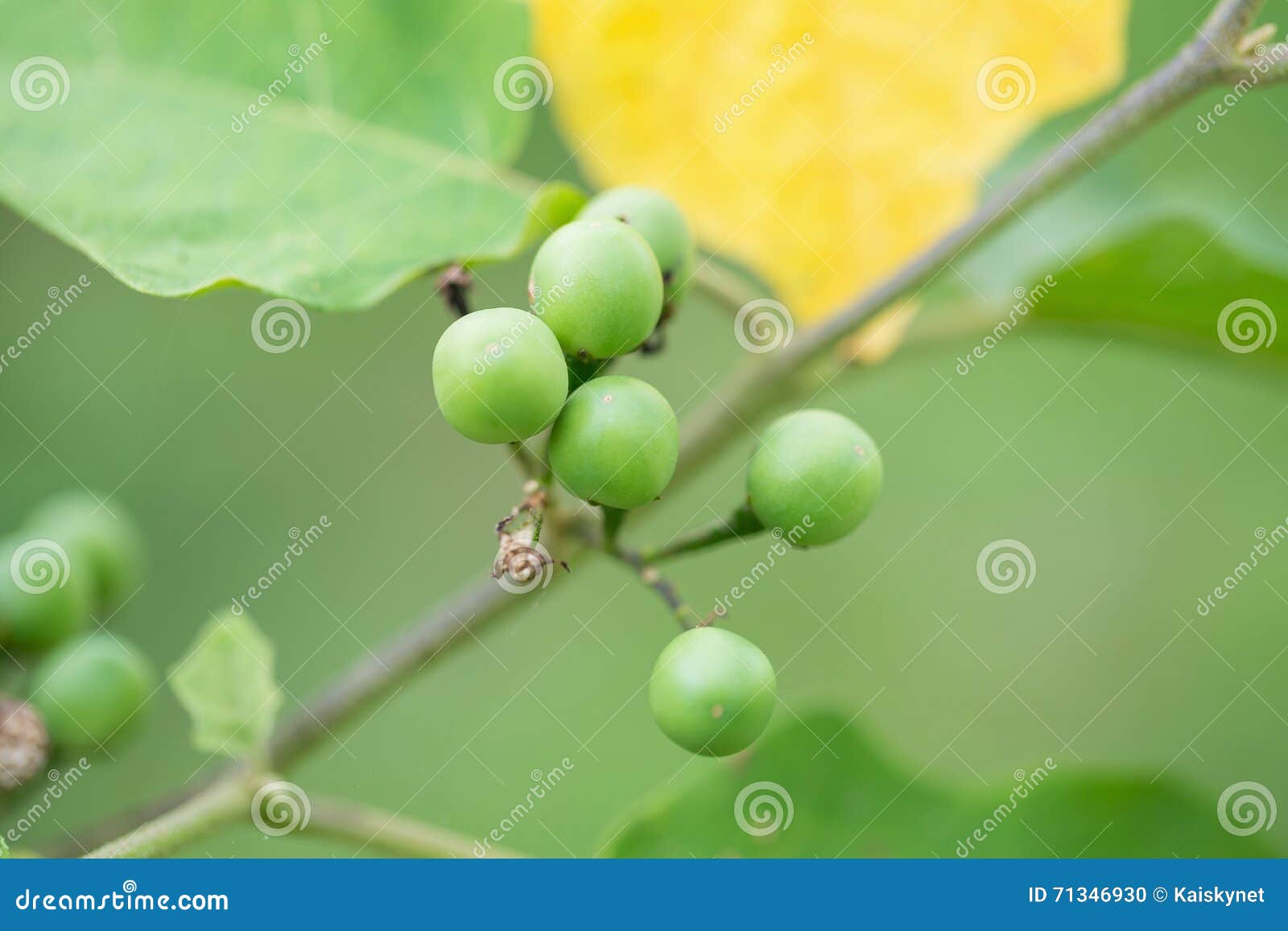 Turkey berry on tree stock photo. Image of prickly, tree - 71346930