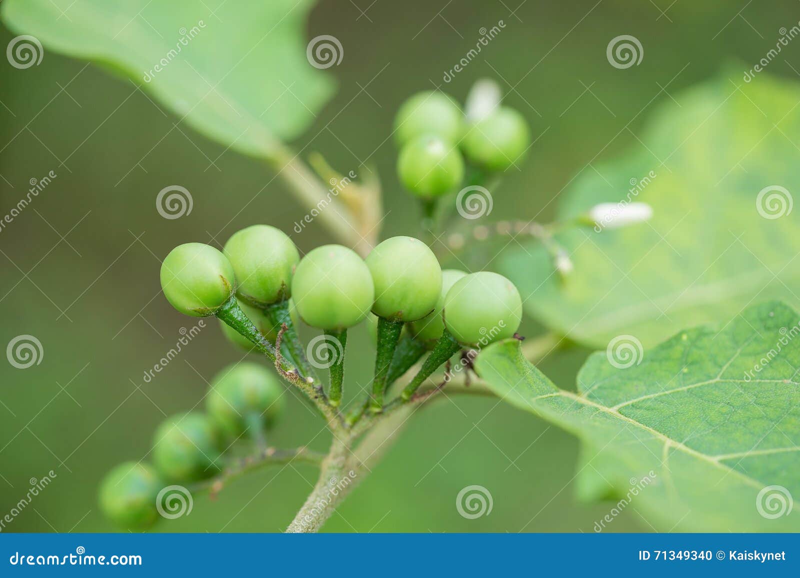 Turkey berry on tree stock photo. Image of bush, vegetable - 71349340