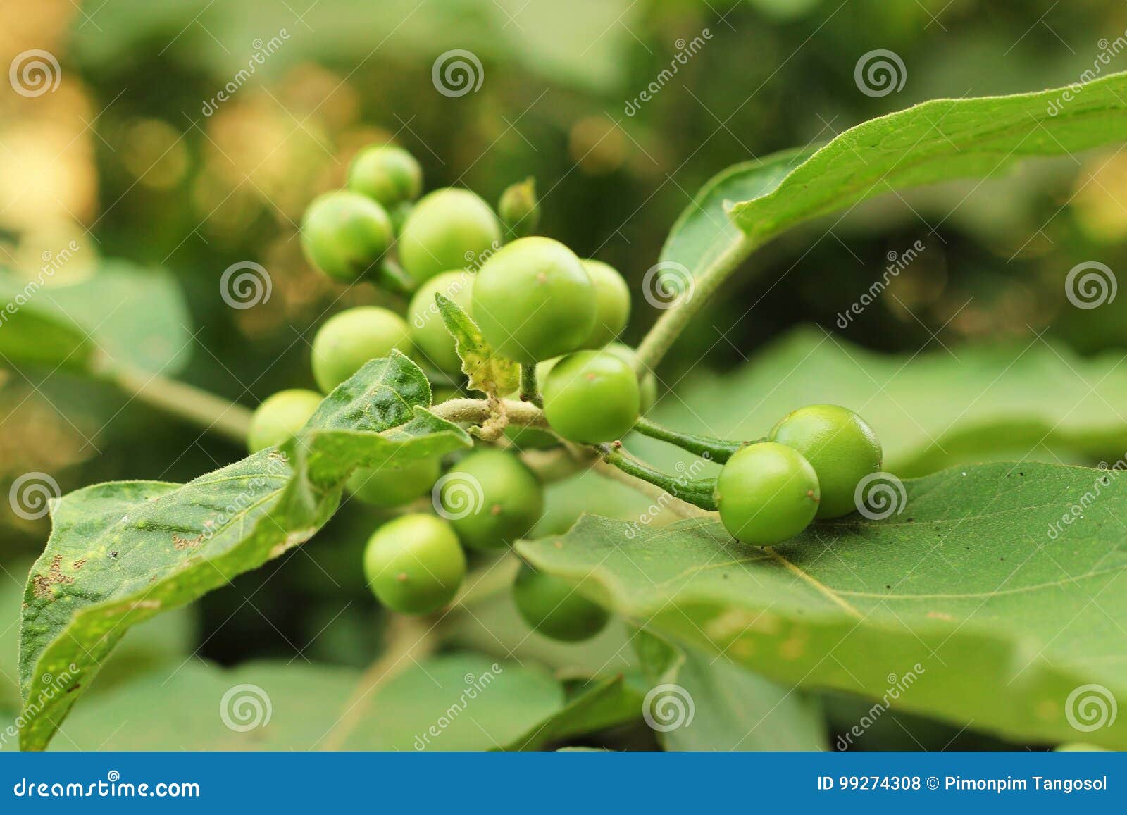 Turkey Berry, Wild Eggplant, Pea Eggplant Or Solanum Torvum Bunch On ...