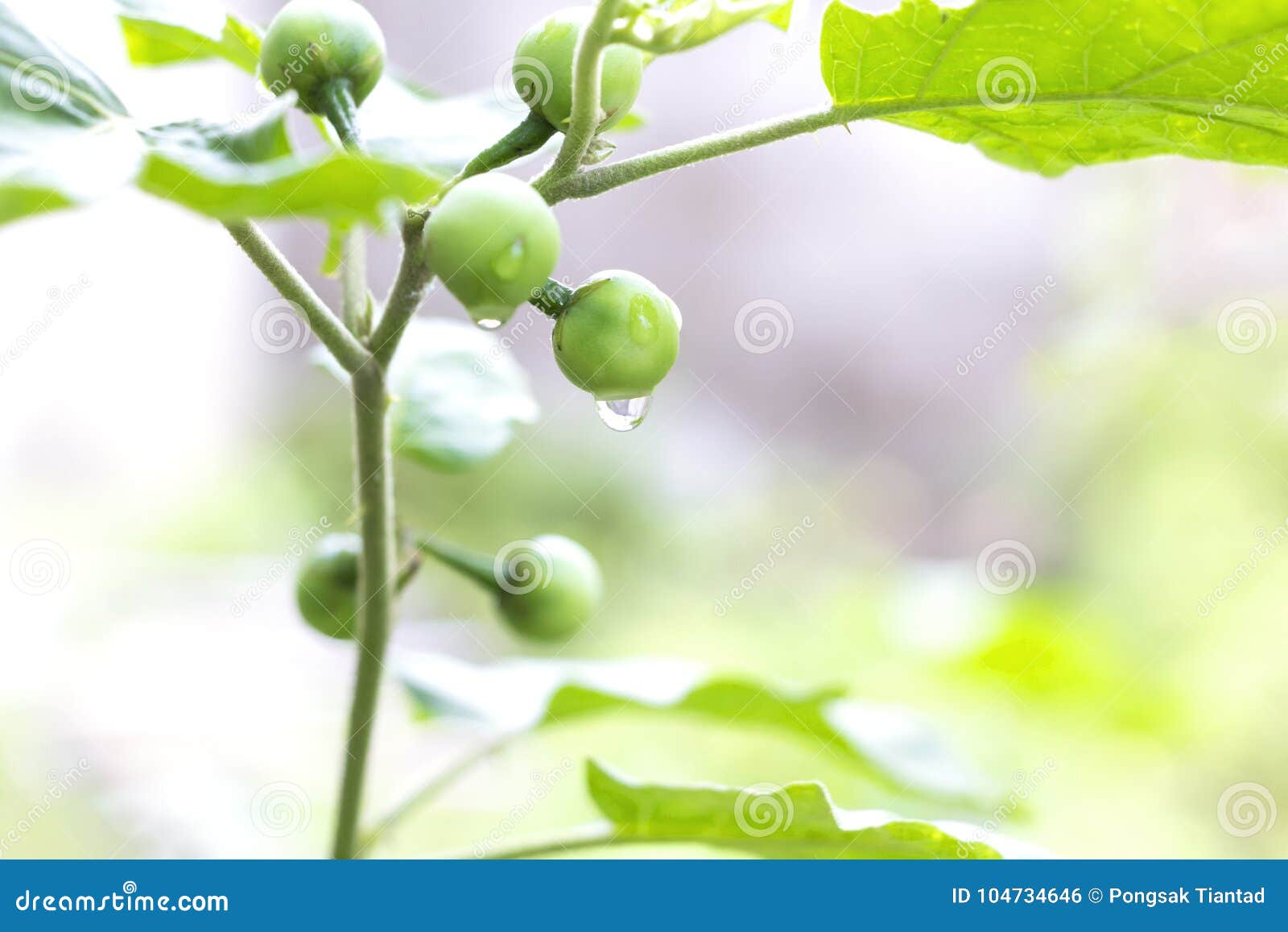 Turkey berry on the tree. stock photo. Image of turkey - 104734646