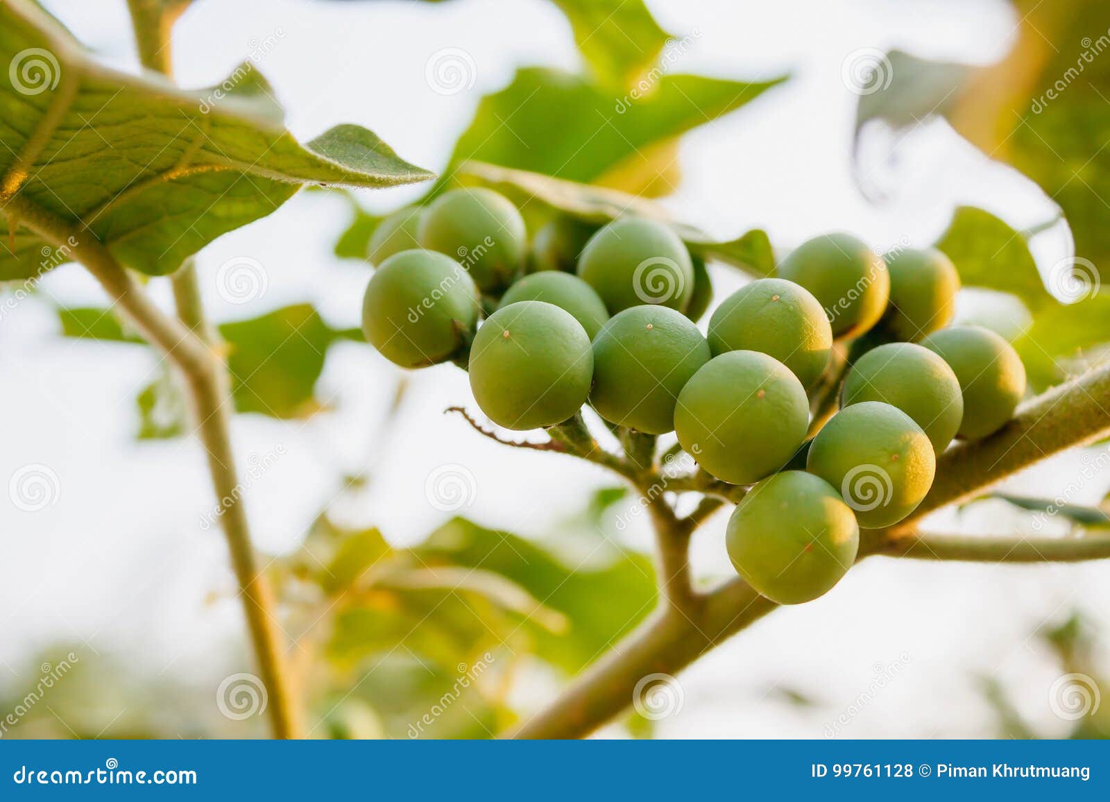 Turkey berry stock photo. Image of health, garden, torvum - 99761128