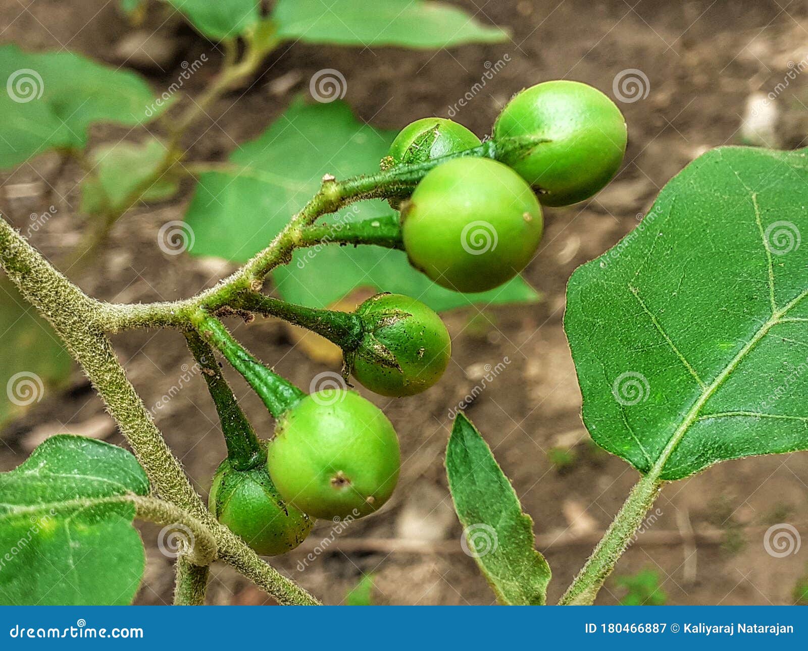 Turkey Berry, Wild Eggplant, Pea Eggplant Or Solanum Torvum Bunch On ...