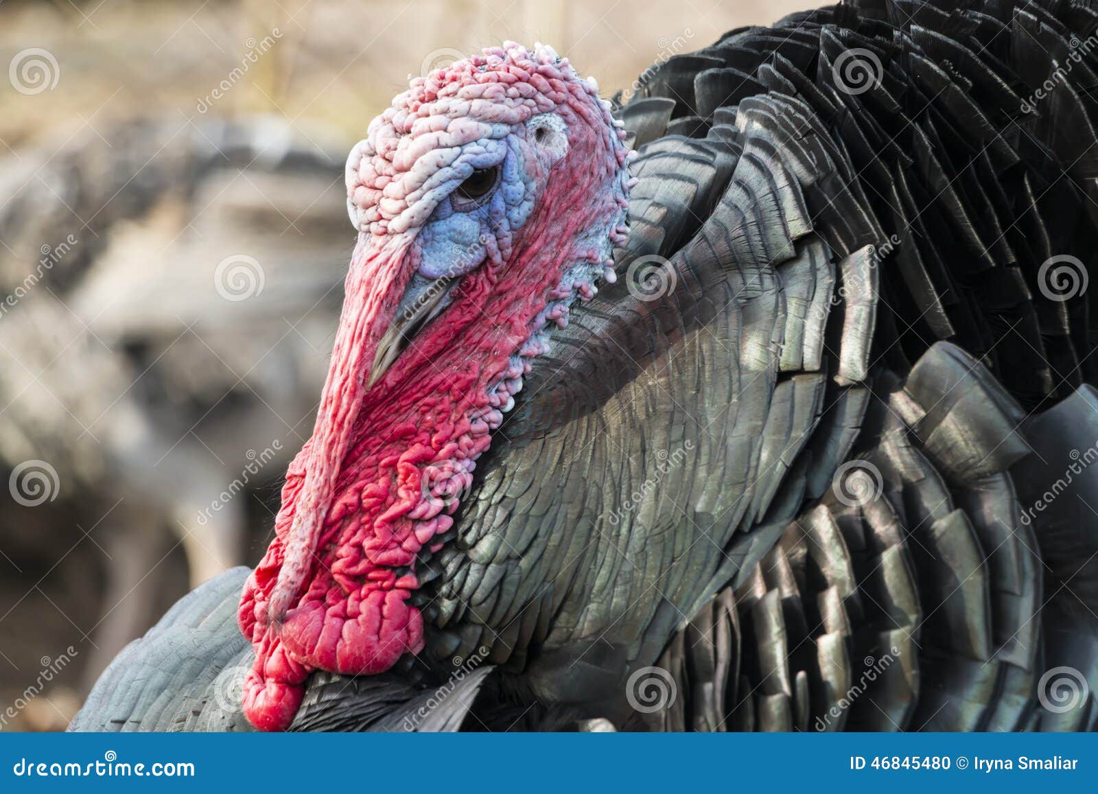 Turkey stock photo. Image of turkey, white, beak, major - 46845480