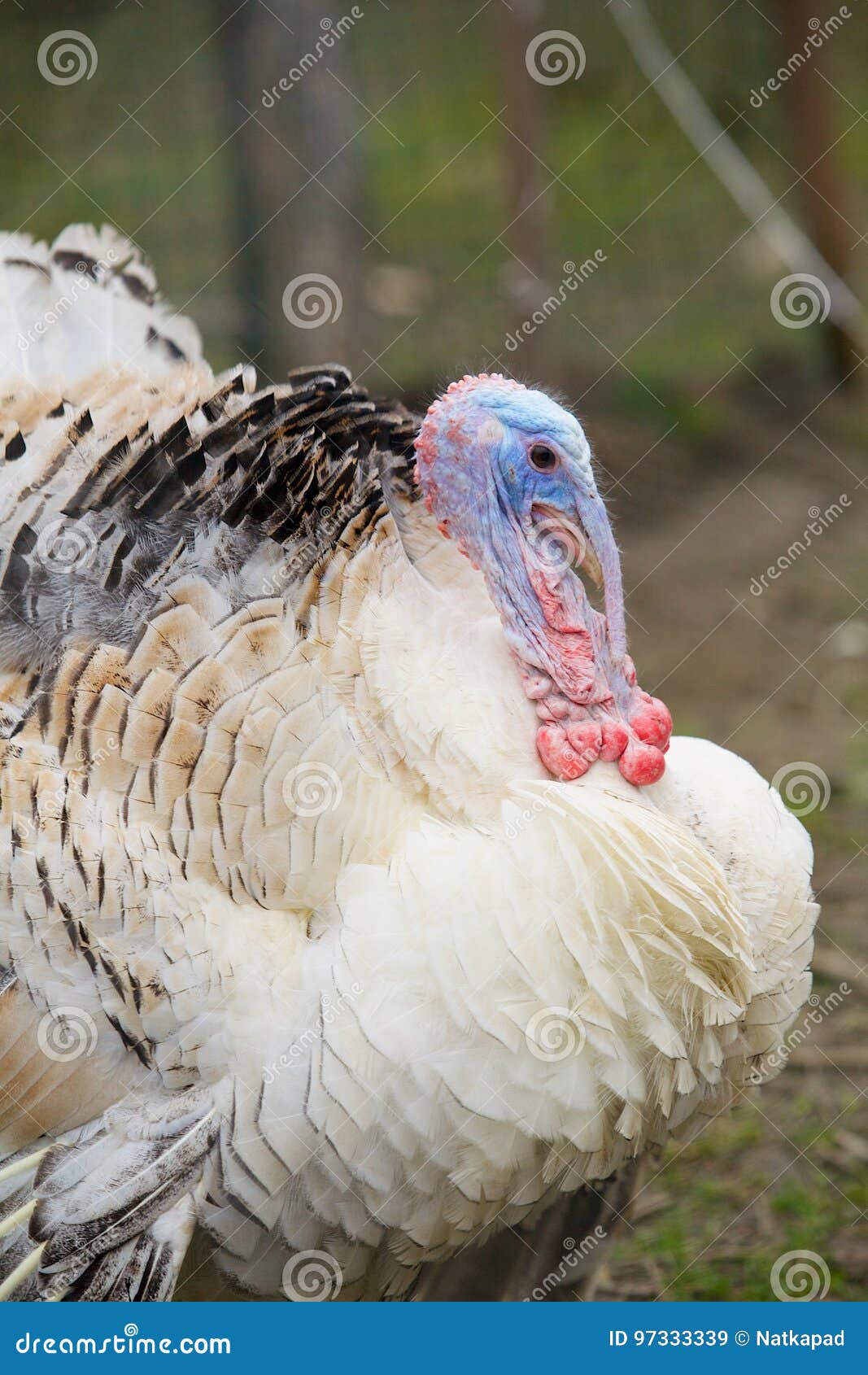 Turkey stock image. Image of agriculture, animal, turkey - 97333339