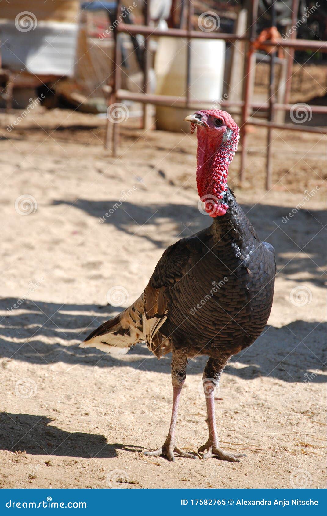 Turkey Bird stock image. Image of thanksgiving, farm - 17582765