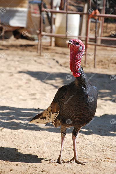 Turkey Bird stock image. Image of thanksgiving, farm - 17582765