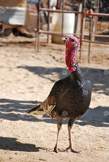 Turkey Bird stock image. Image of thanksgiving, farm - 17582765